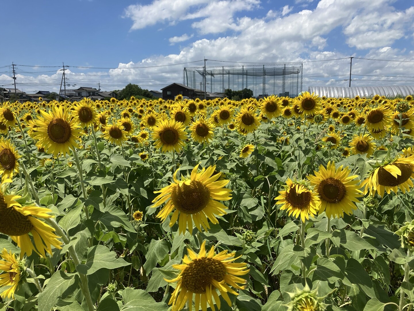 佐賀県 ひょうたん島公園の向日葵🌻 青... / Ryuさんのモーメント | YAMAP / ヤマップ
