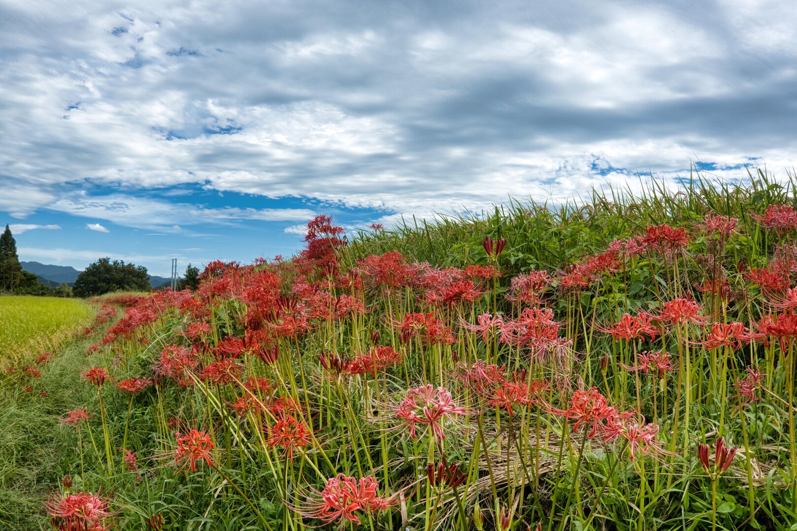葛城一言主神社 / persさんの金剛山・二上山・大和葛城山の活動データ | YAMAP / ヤマップ
