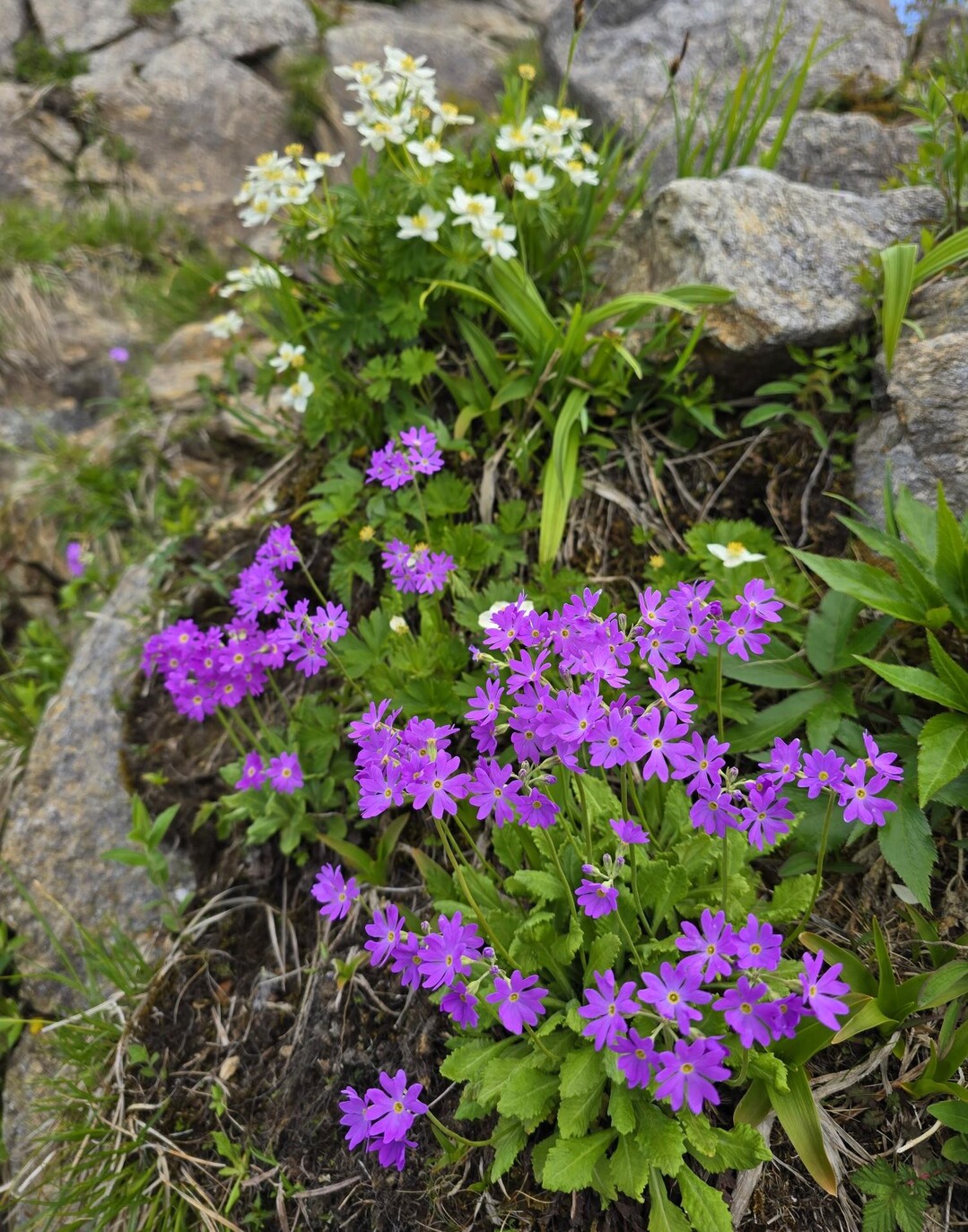 谷川岳 / MCボビヲさんの谷川岳・七ツ小屋山・大源太山の活動データ | YAMAP / ヤマップ