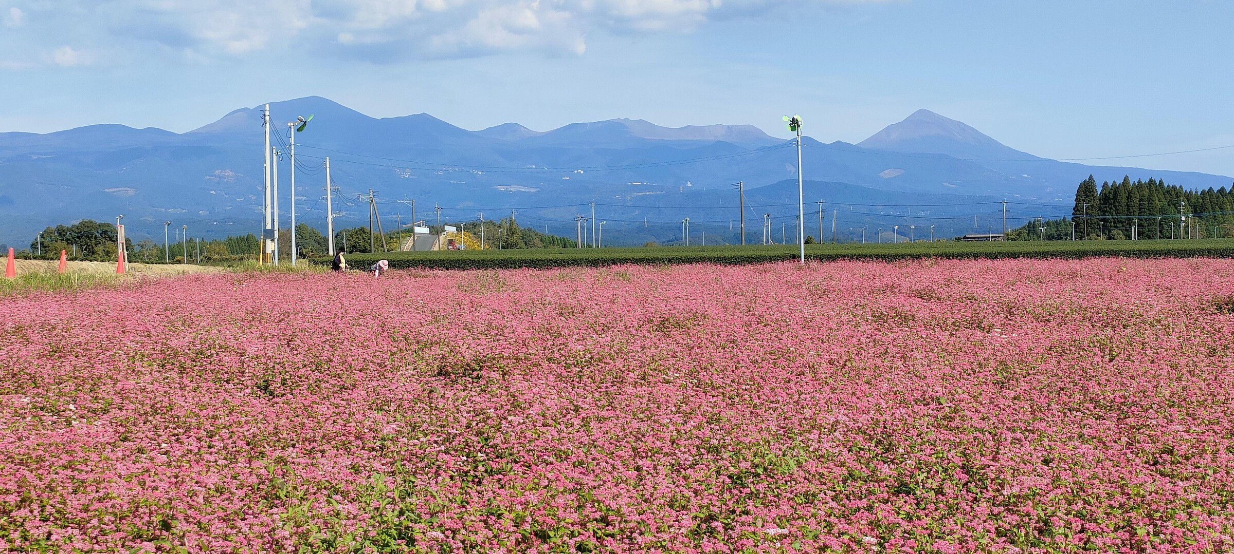 霧島連山をバックに蕎麦の花が咲いていまし... / A.Iさんのモーメント | YAMAP / ヤマップ