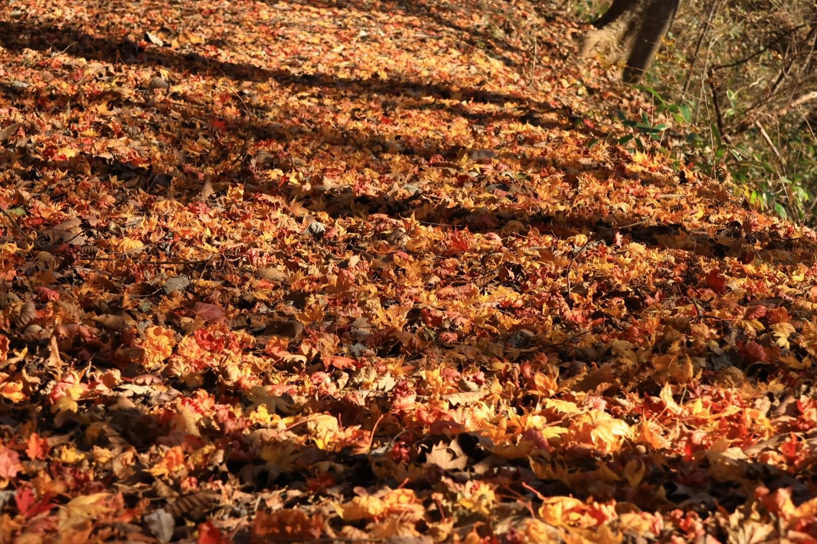 藪藪越え『古霊山』へ / T☆Yamameさんの霊山の活動データ | YAMAP / ヤマップ