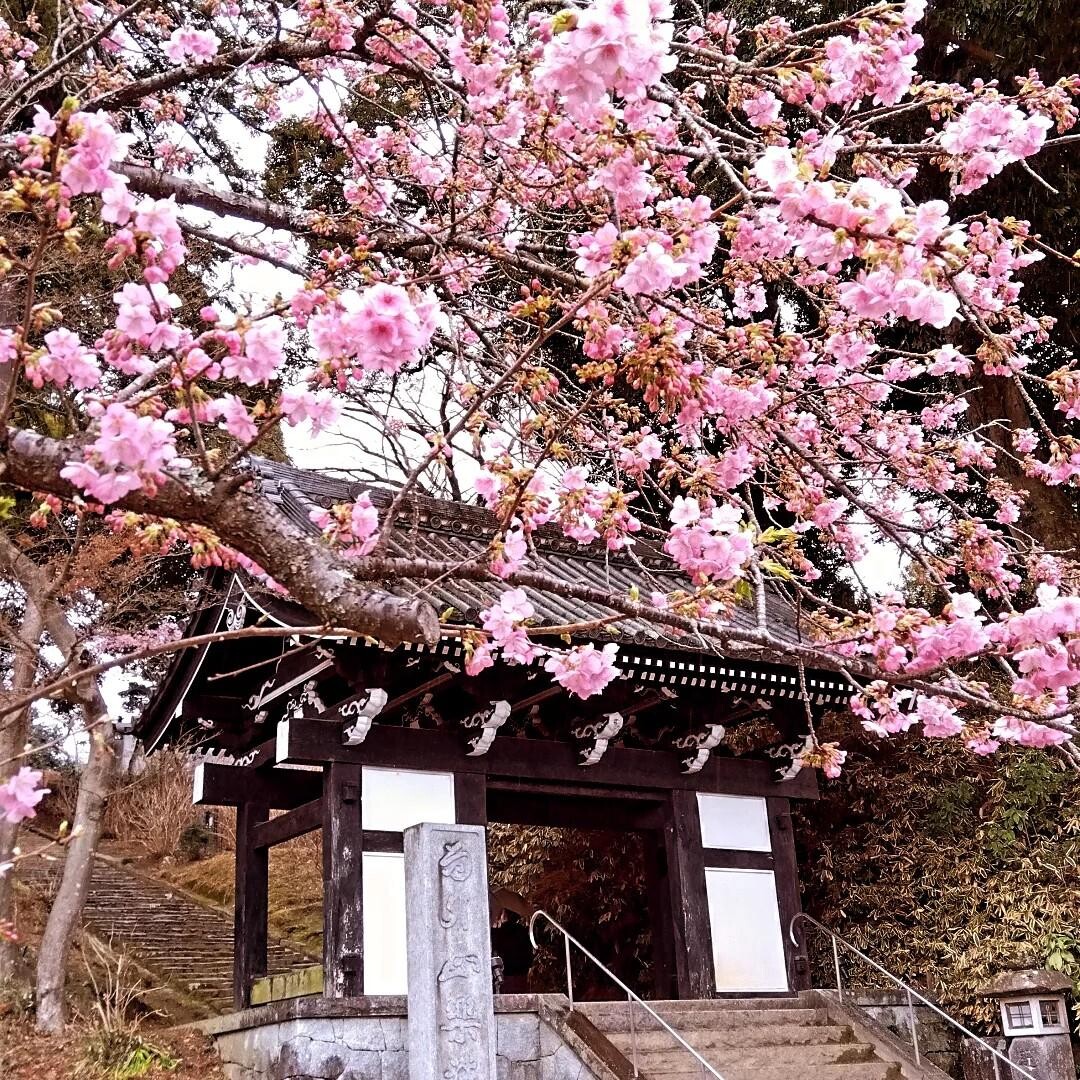 雨引観音の河津桜が見頃です。 / w.miyukiさんのモーメント | YAMAP / ヤマップ