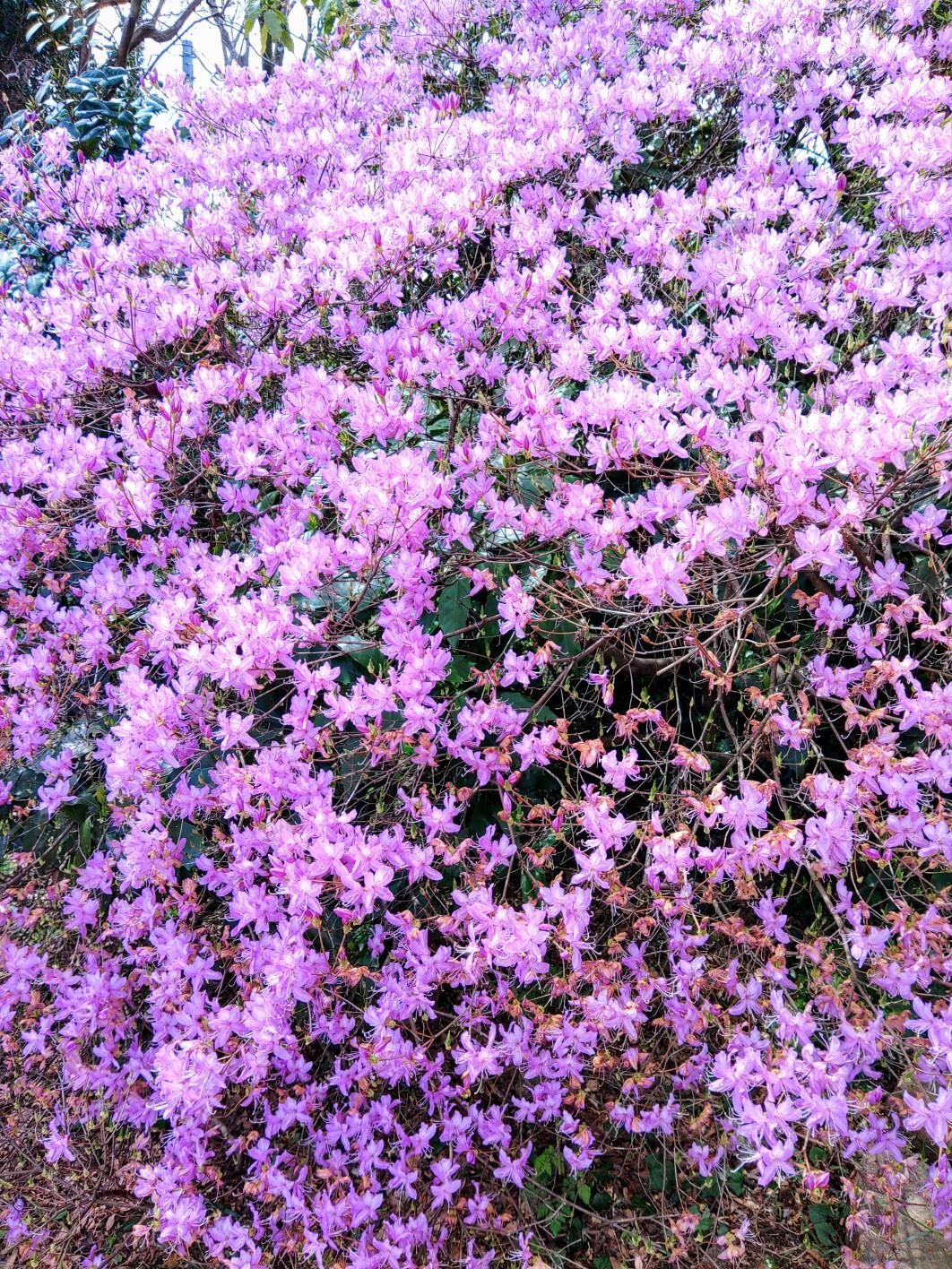 🏃‍♂️fast Mountain running in金山･八王子丘陵 / boruさんの金山（新田金山）・八王子丘陵の活動日記 | YAMAP / ヤマップ