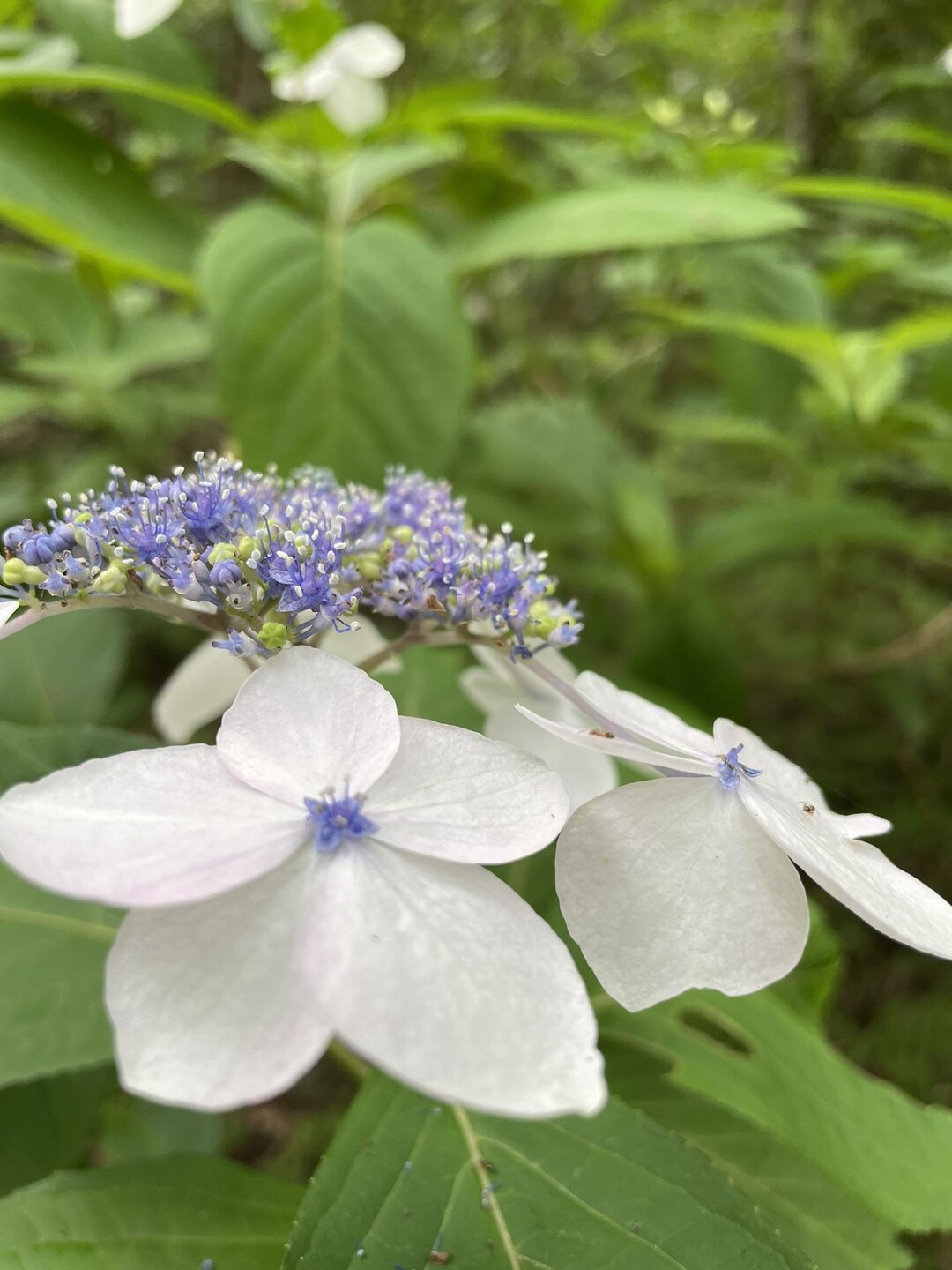 原点回帰の高尾山！(結果的には原点回帰できず) / mamiさんの高尾山・陣馬山・景信山の活動データ | YAMAP / ヤマップ