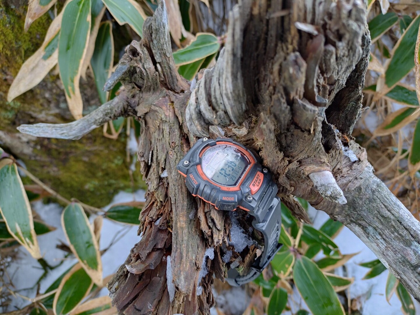 石鎚山:日本百名山 61 座目 / zumiさんの石鎚山・堂ヶ森・二ノ森の活動データ | YAMAP / ヤマップ