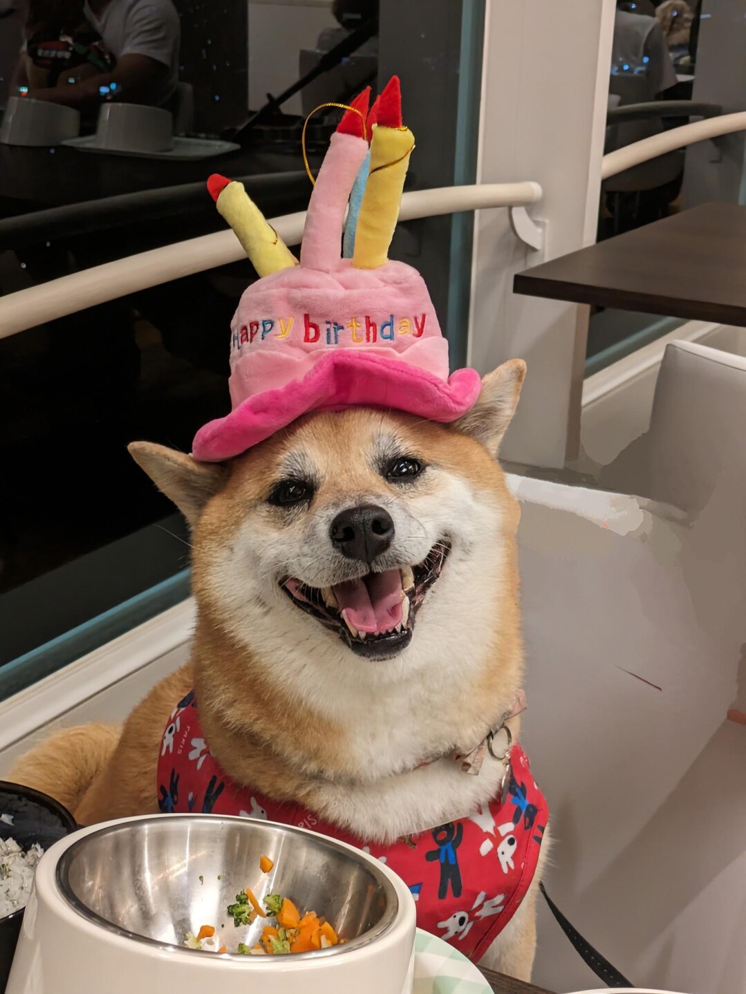 マオちゃん、HAPPY birthday... / 柴犬マオップさんのモーメント | YAMAP / ヤマップ