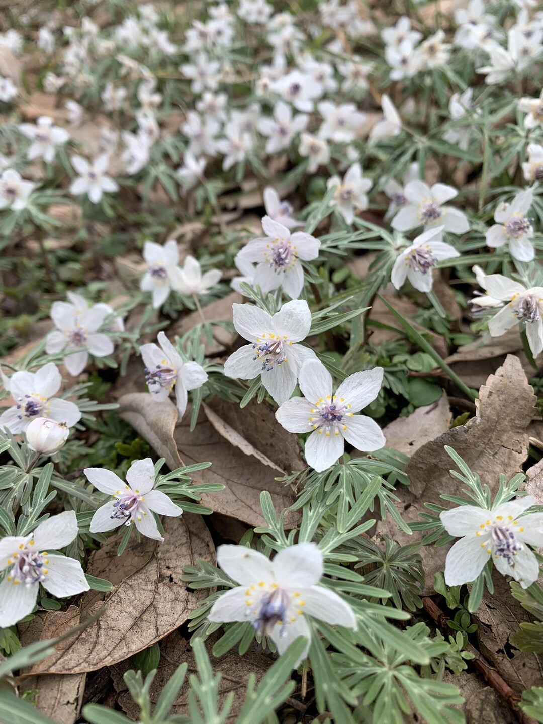 ﾟДﾟ)｣＜ハルガキタヨー𖤣𖥧𖥣𖡡𖥧𖤣 Part2 / えみ(^_−)−☆さんのウォーキングの活動データ | YAMAP / ヤマップ