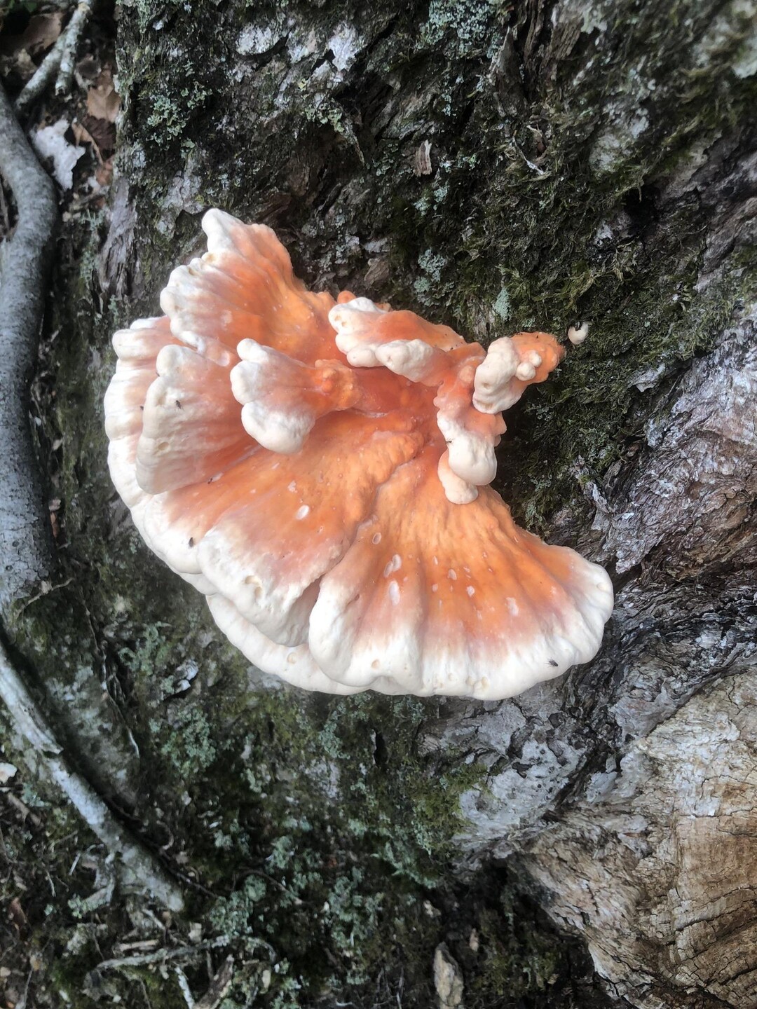 今日も見つからず。 2日間で30kmぐら... / 🏕大人げない！たかやん。さんのモーメント | YAMAP / ヤマップ