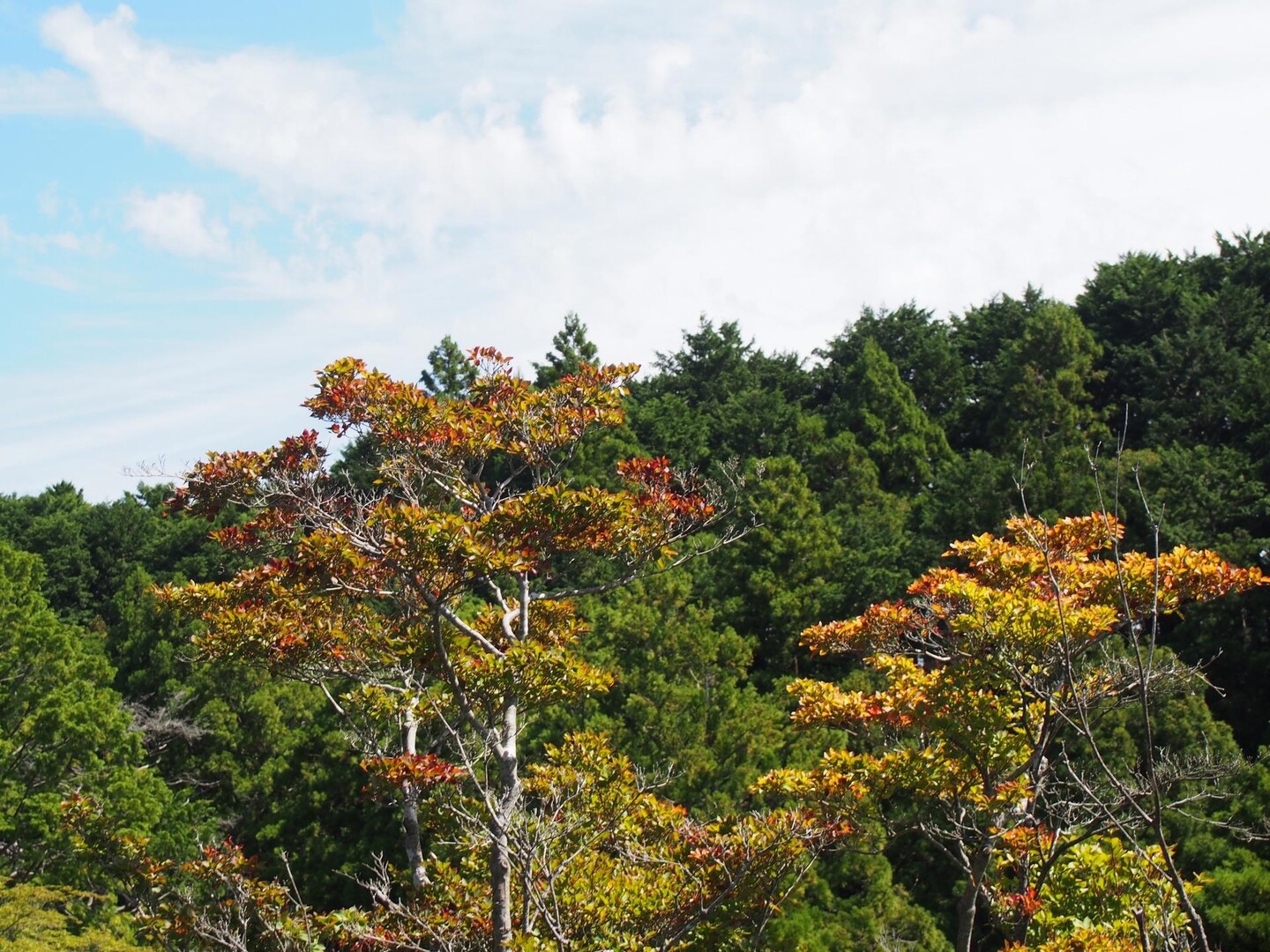 千葉山・白岩寺山-2023-09-24 / ANNAさんの千葉山・白岩寺山の活動データ | YAMAP / ヤマップ