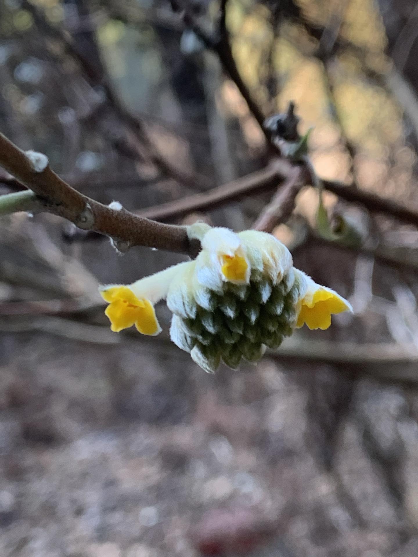 ミツマタ開花1号🌼北尾根🥾 / ryuさんの大山の活動データ | YAMAP / ヤマップ