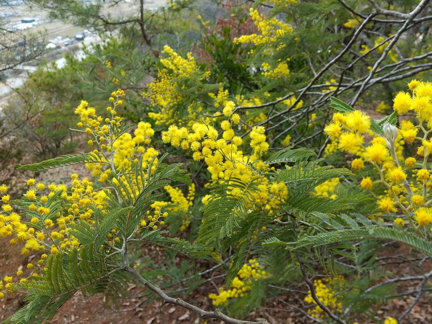 新庄山・高尾山 / jujuさんの芥子山・シャシャ木山の活動データ | YAMAP / ヤマップ