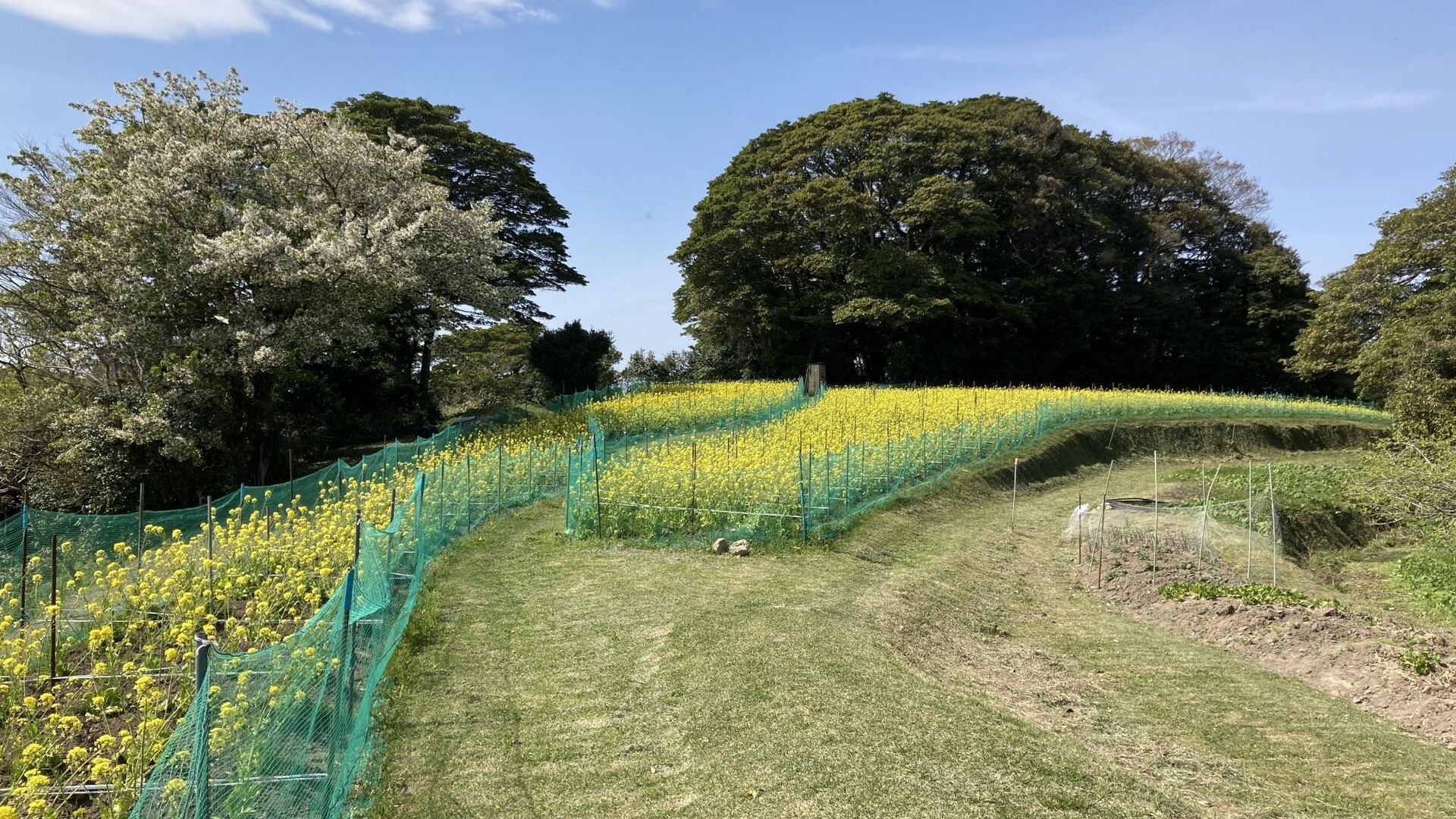 浦戸諸島朴島の菜の花畑 / HKさんの松島の活動データ | YAMAP / ヤマップ