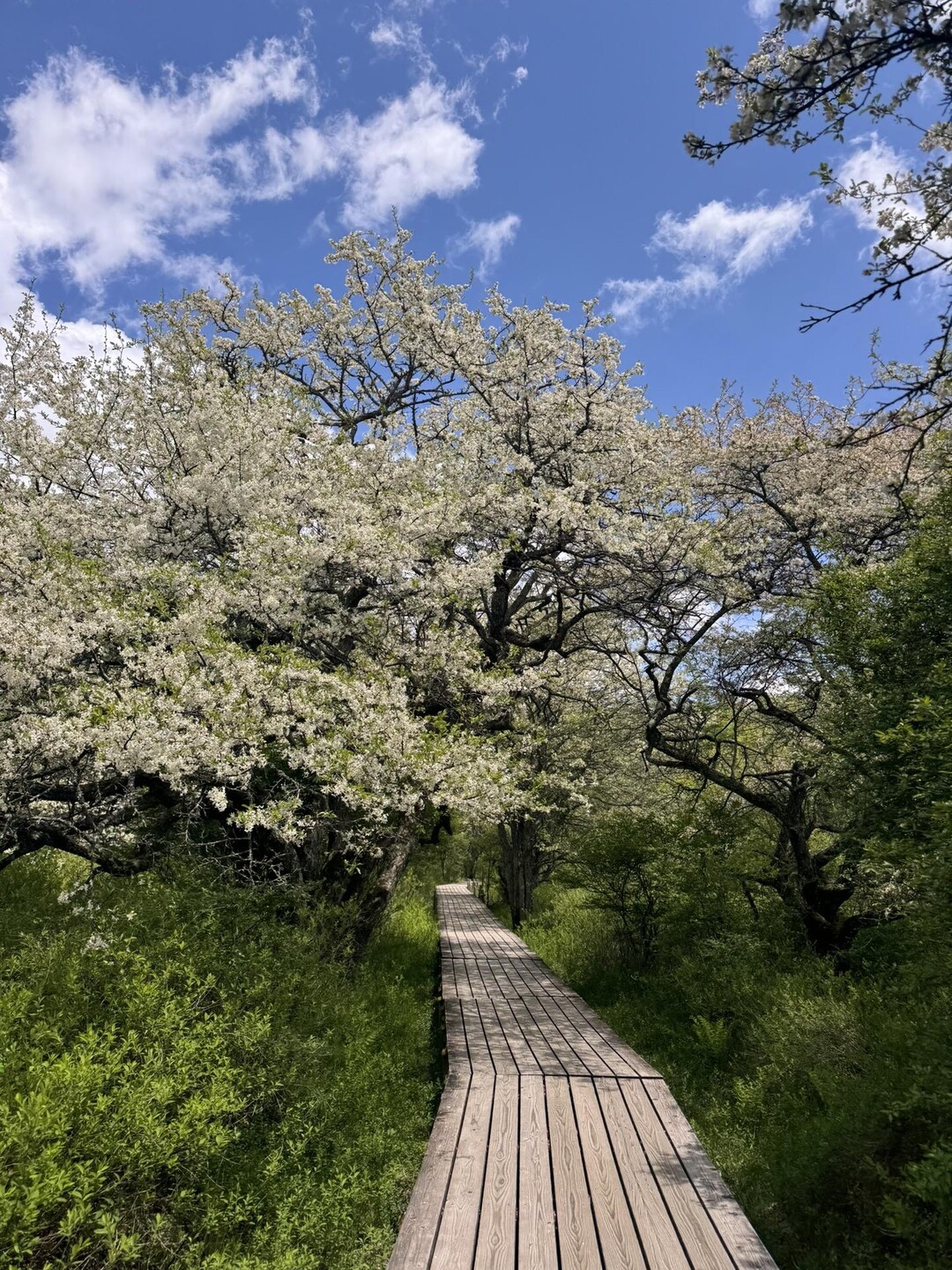 クリンソウとズミの花 / saoさんの日光白根山・五色山・錫ヶ岳の活動データ | YAMAP / ヤマップ