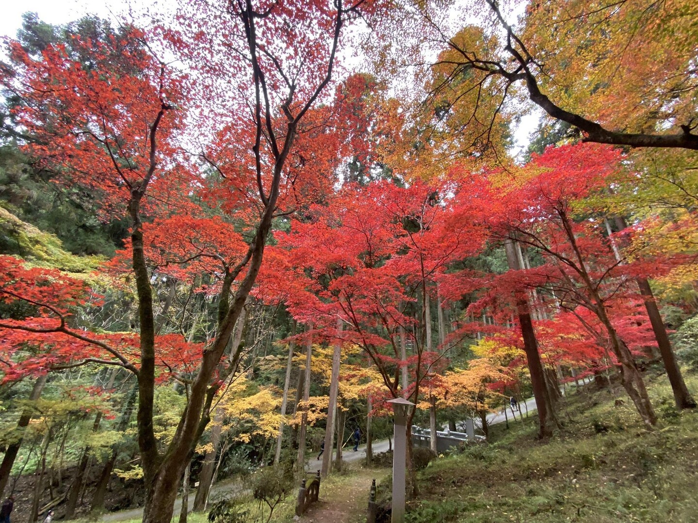 飯能 紅葉🍁巡り🚗 東郷公園〜竹寺〜能仁寺 / MAYUMIさんの天覧山・多峯主山・天覚山の活動データ | YAMAP / ヤマップ
