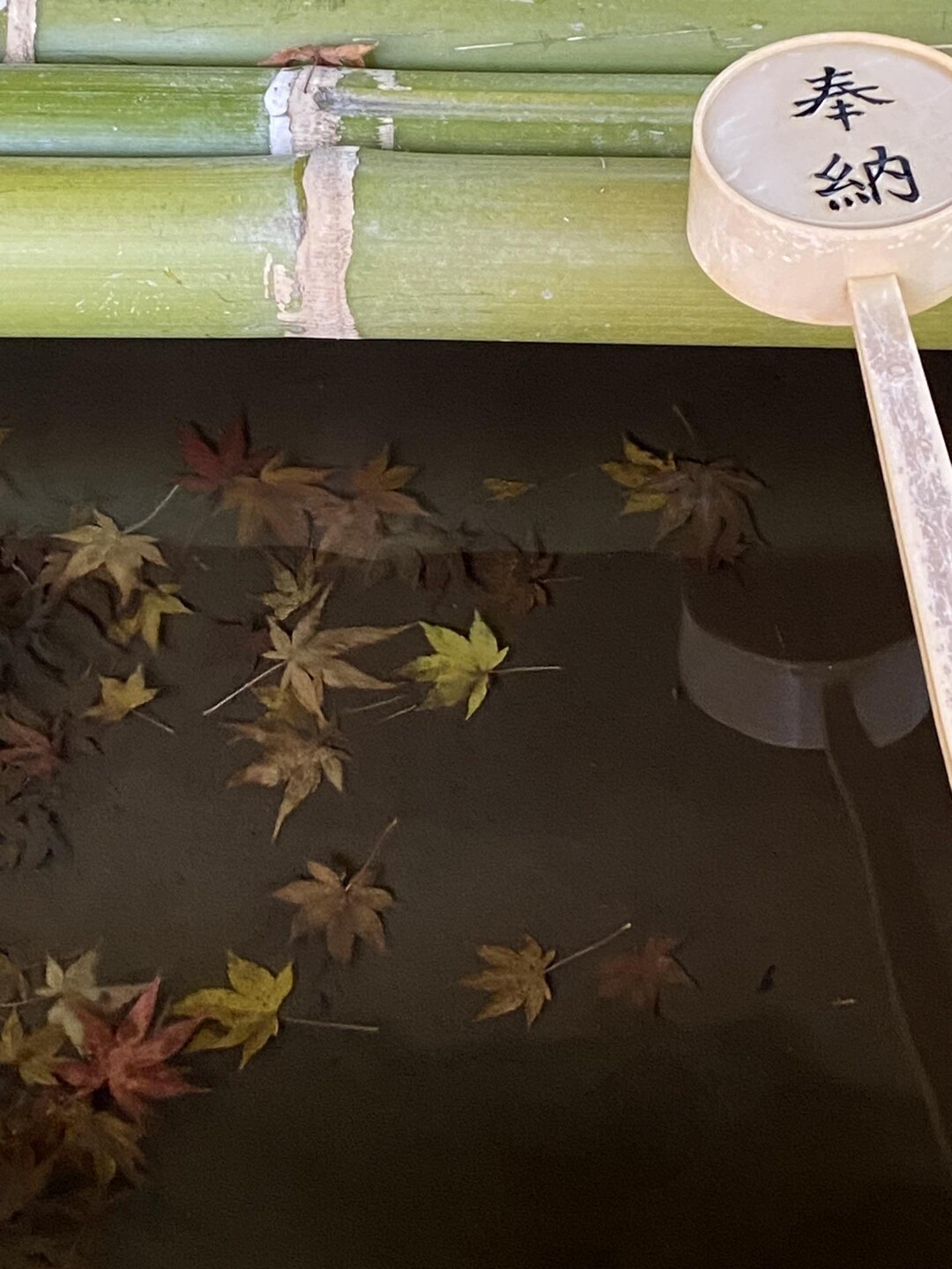 天王山 28 まだまだ綺麗 / tamakoyさんの天王山・誕生山の活動データ | YAMAP / ヤマップ