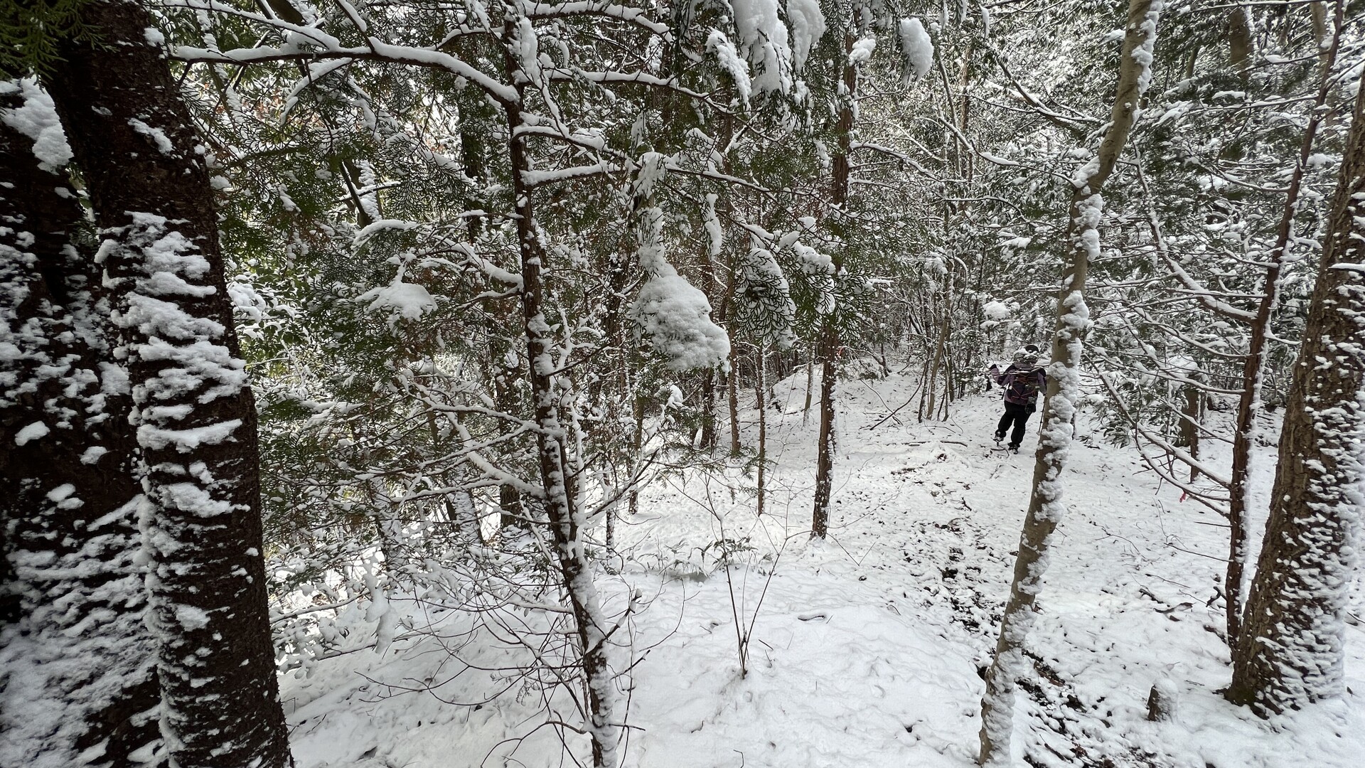 subrosaさんの投稿したフィールドメモ | YAMAP / ヤマップ