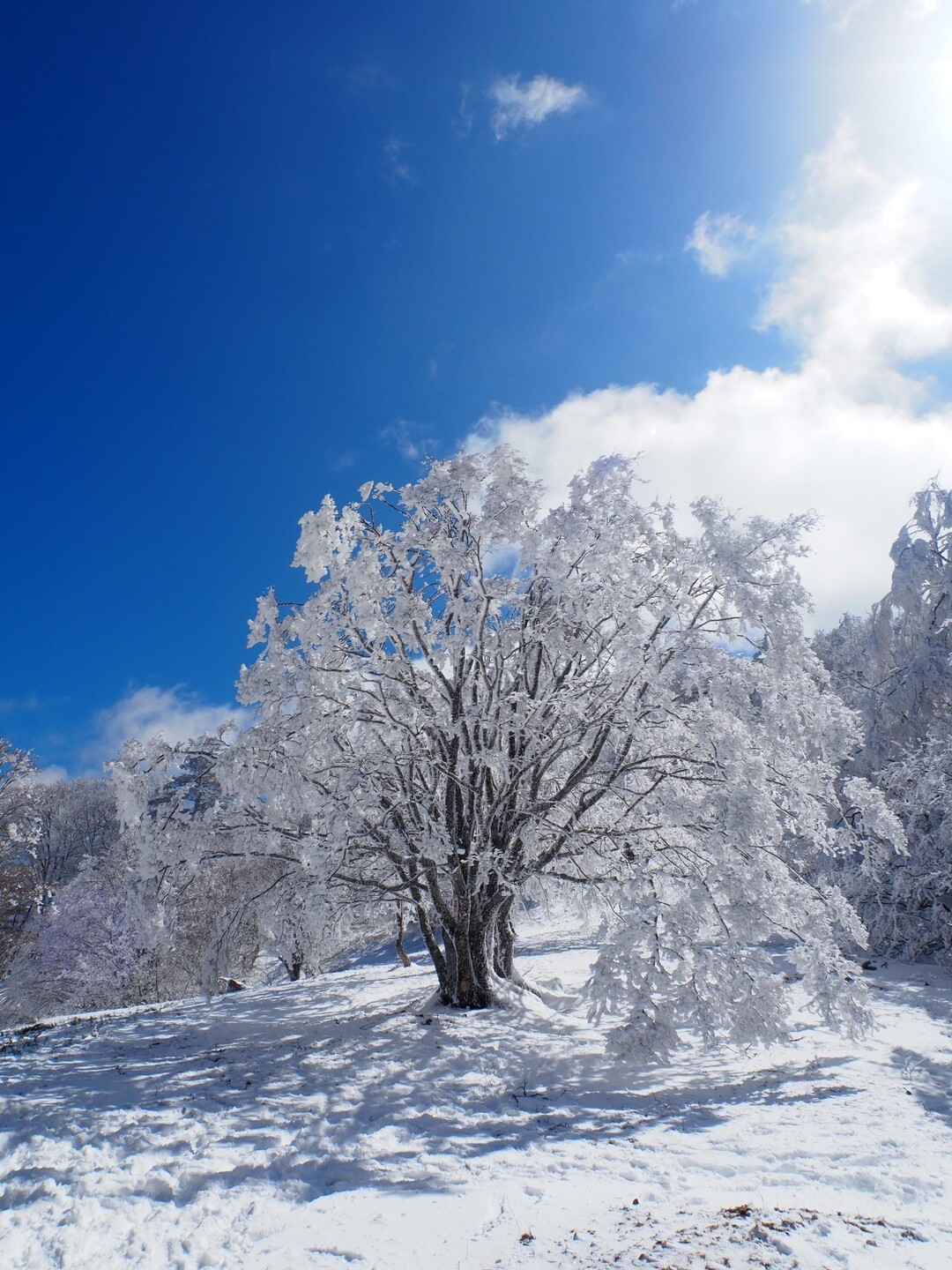 テンション👇で、天女の頂でおっさんの舞🕺を奉納😆 / bonjourさんの八経ヶ岳の活動データ | YAMAP / ヤマップ