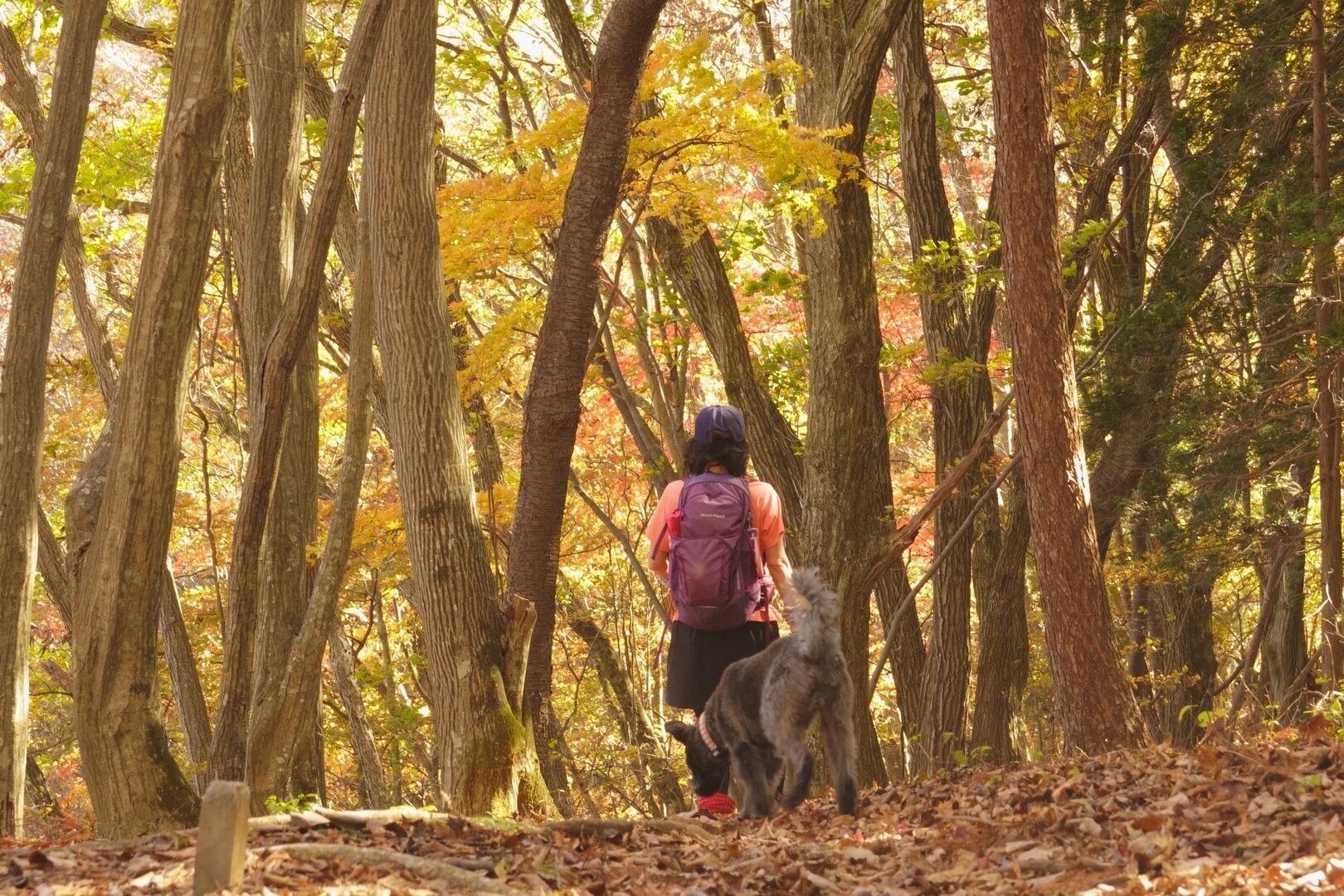 笹尾根で紅葉狩り🍁 / koroponさんの生藤山の活動データ | YAMAP / ヤマップ