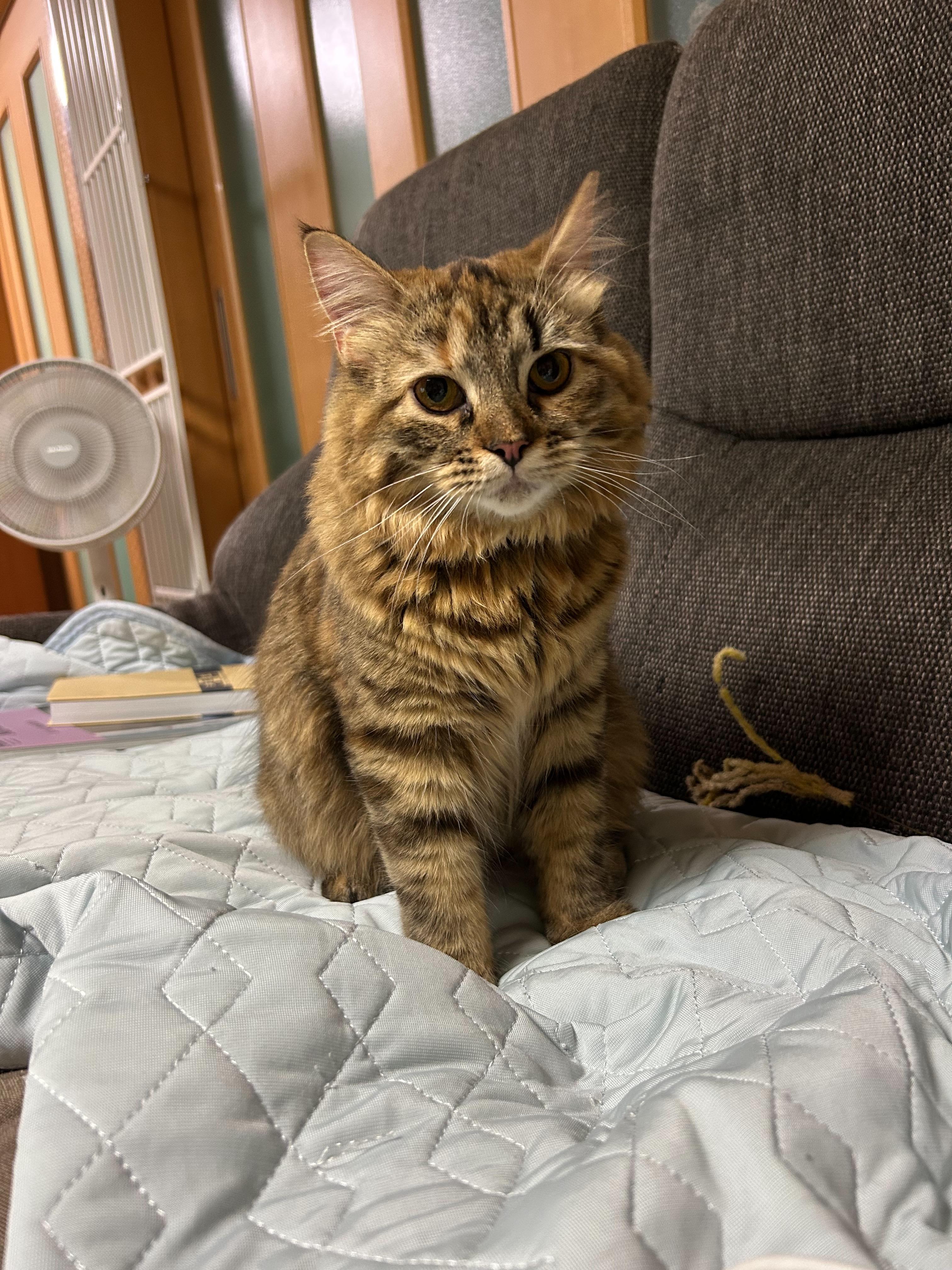 弥彦山ウォーキング / mitsuさんの弥彦山・多宝山・雨乞山の活動データ | YAMAP / ヤマップ