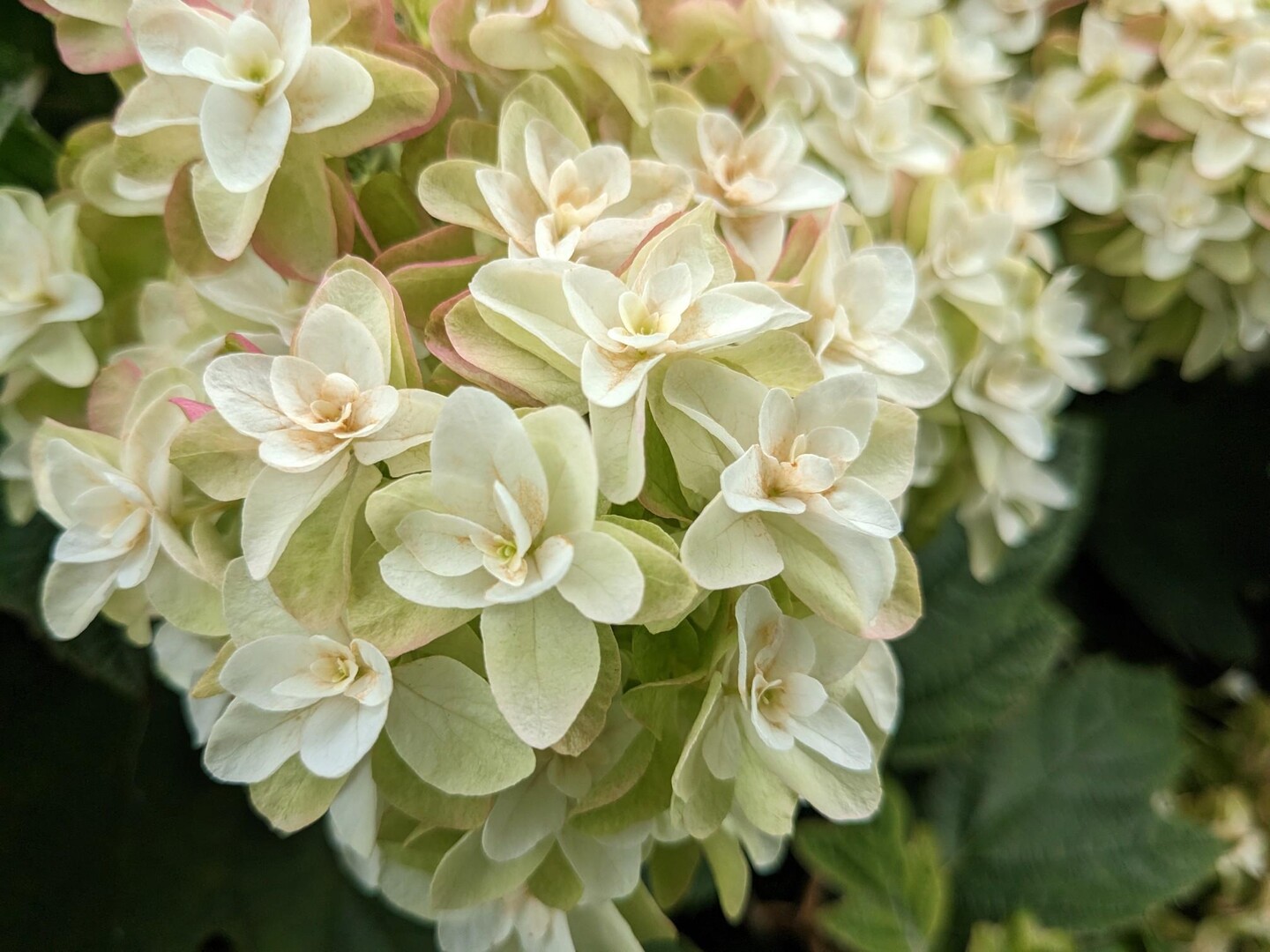 接写したら、とってもべっぴんさんでした ... / Kaz🖤さんのモーメント | YAMAP / ヤマップ