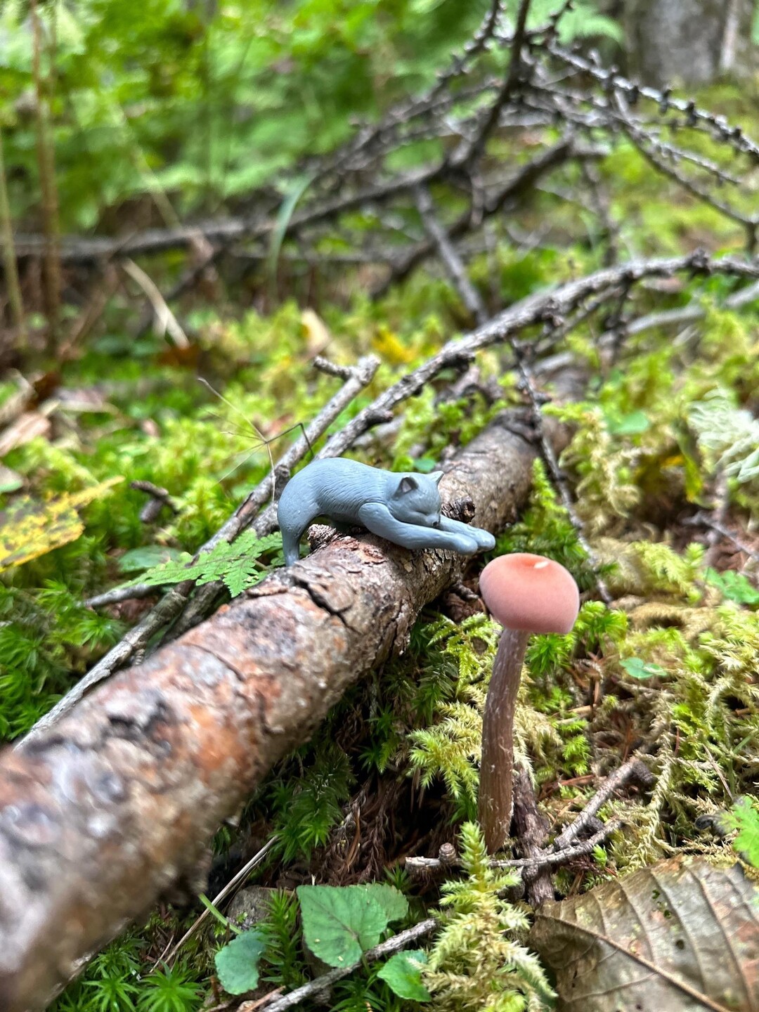 奥仙重・櫛形山 / uruさんの櫛形山・裸山・唐松岳の活動データ | YAMAP / ヤマップ