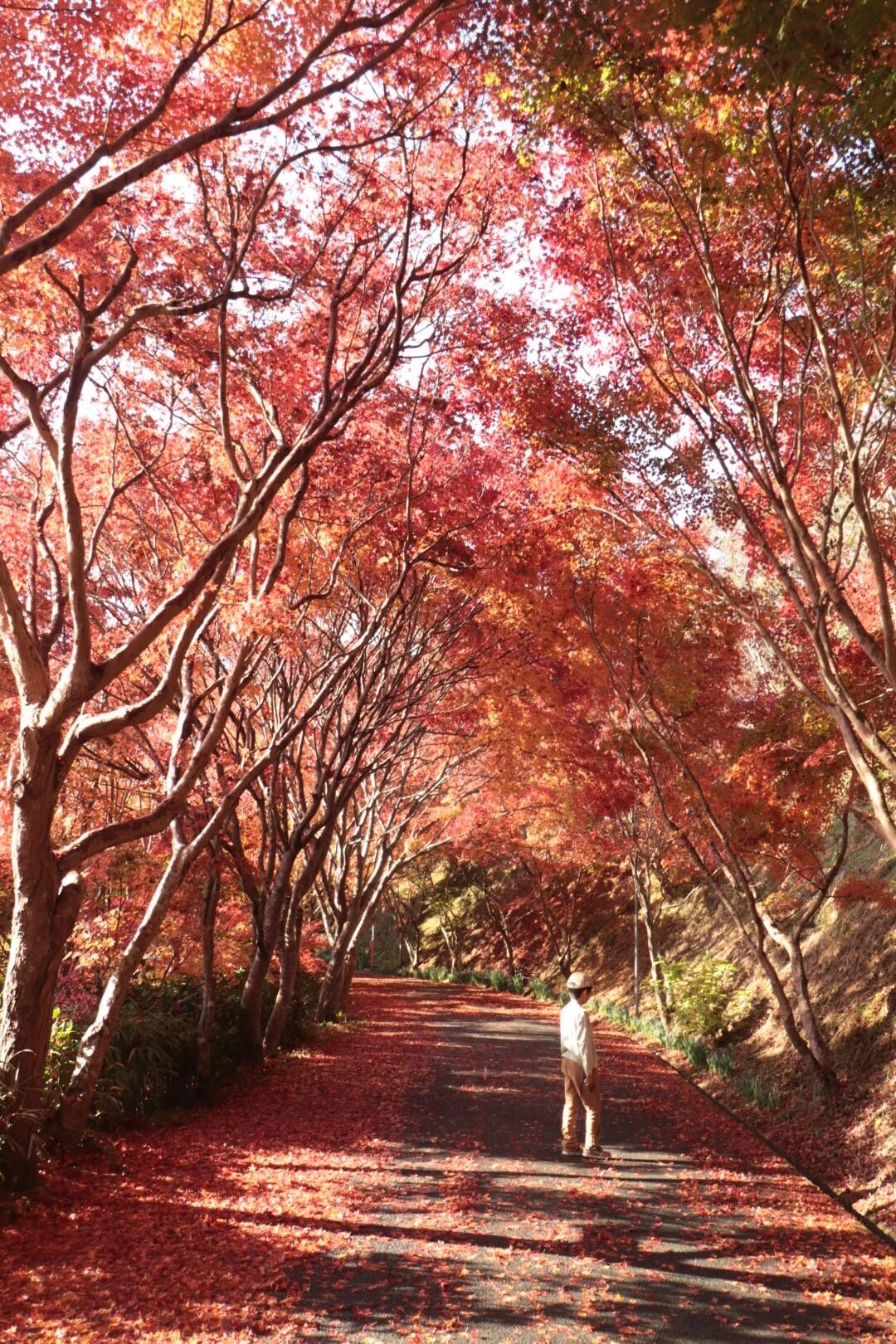 内子の雲海と紅葉🍁散策 / natuさんのモーメント | YAMAP / ヤマップ