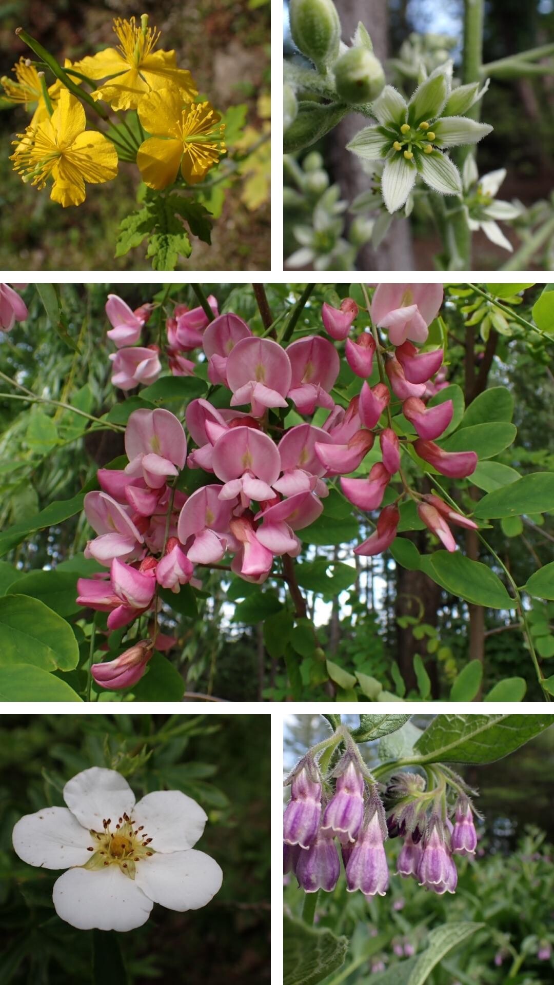 北の大地で夏花三昧👍編集途中で睡魔に襲... / BINcyanさんのモーメント | YAMAP / ヤマップ