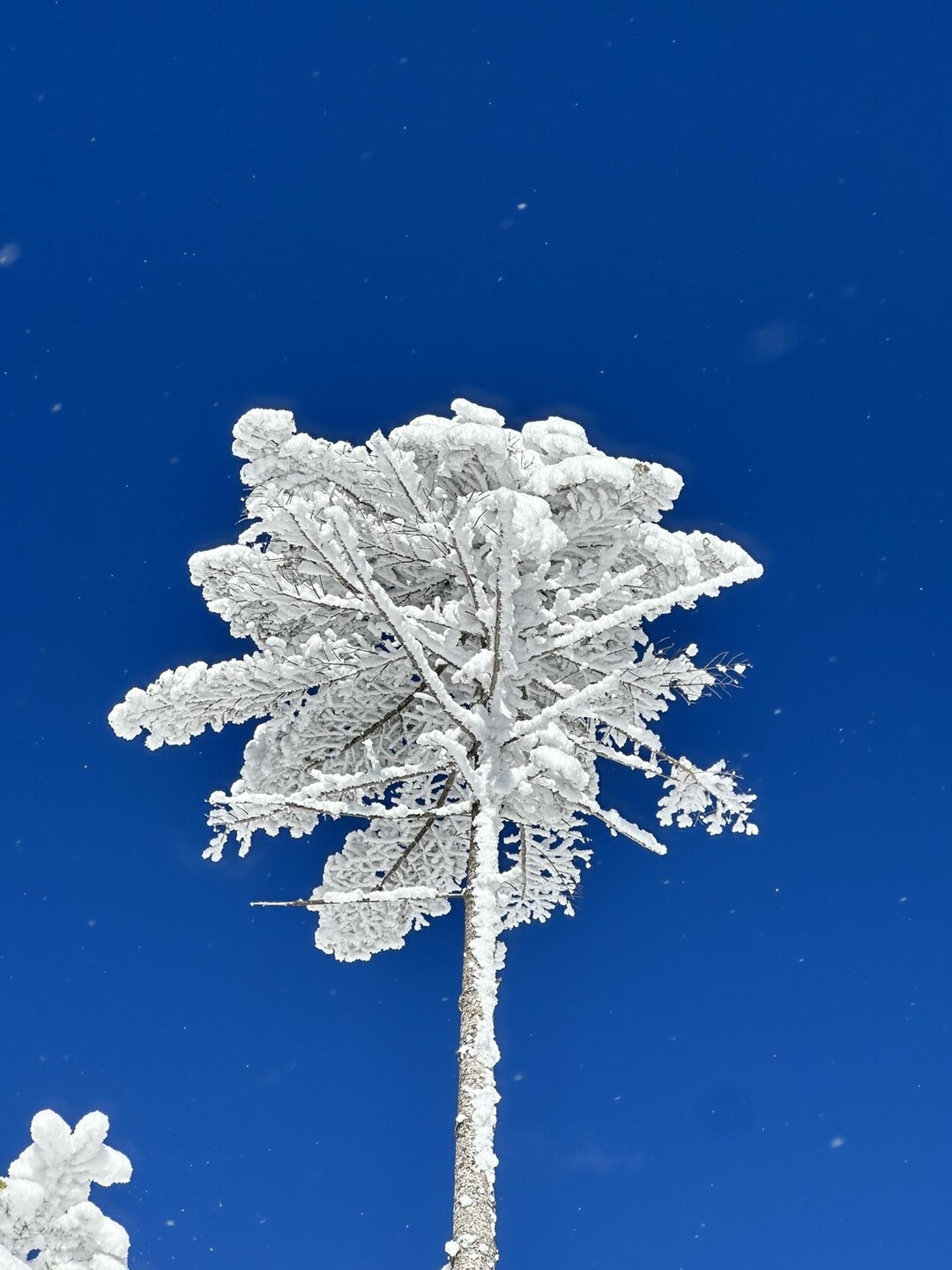 2024.01.08 登山部 晴天の北八ヶ岳 / asobimanさんの蓼科山・横岳・縞枯山の活動データ | YAMAP / ヤマップ