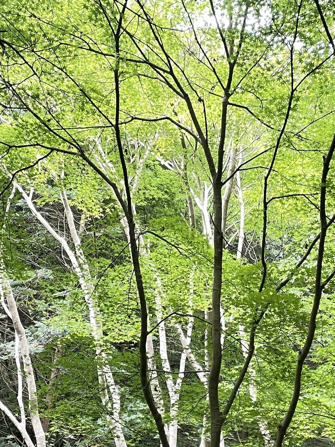 再度山ハイキング😂 / cocoさんの六甲山・長峰山・摩耶山の活動データ | YAMAP / ヤマップ