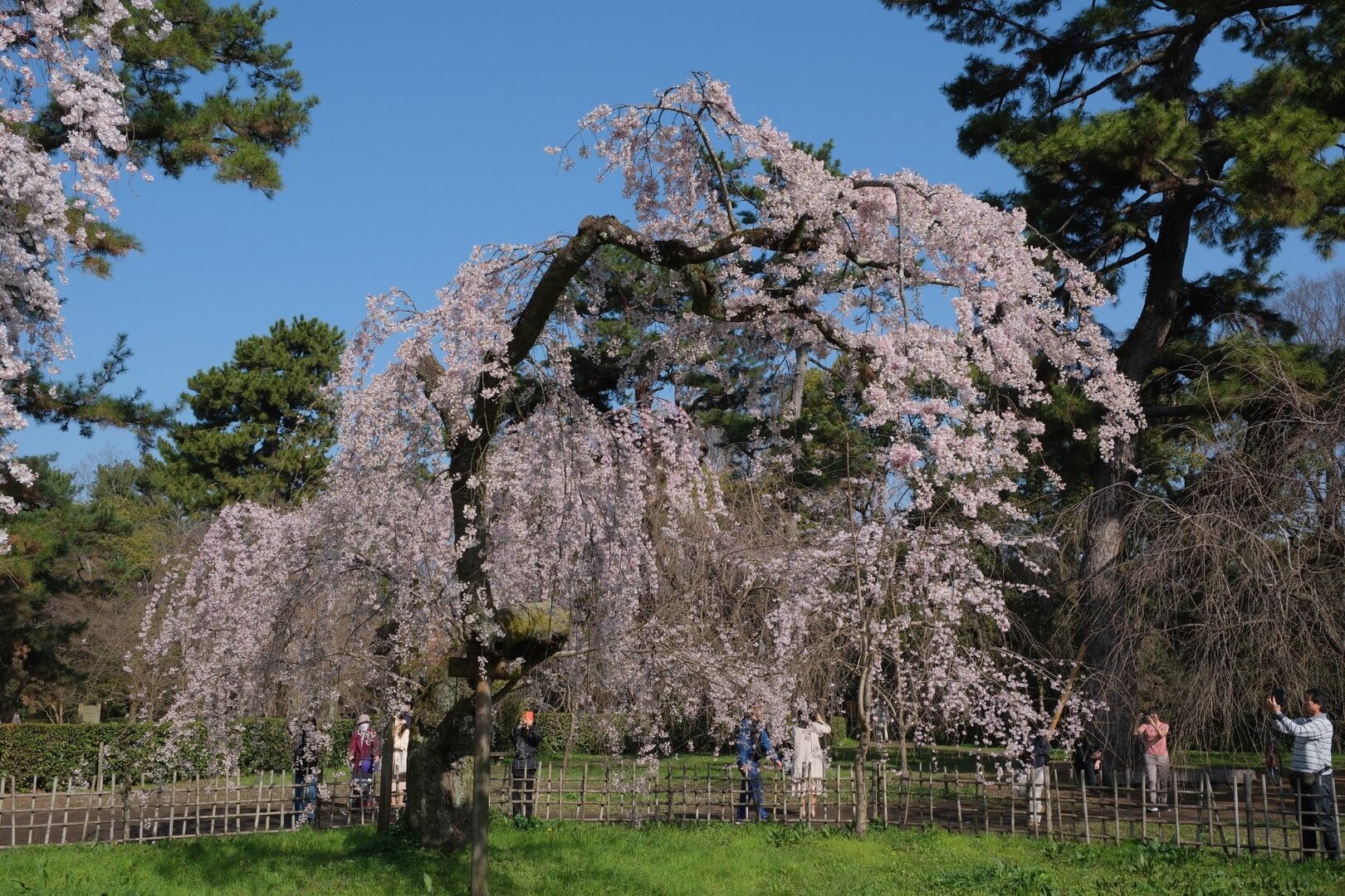 枝垂れ桜を見に🌸京都御苑〜六角堂〜祇園... / masaさんのモーメント | YAMAP / ヤマップ