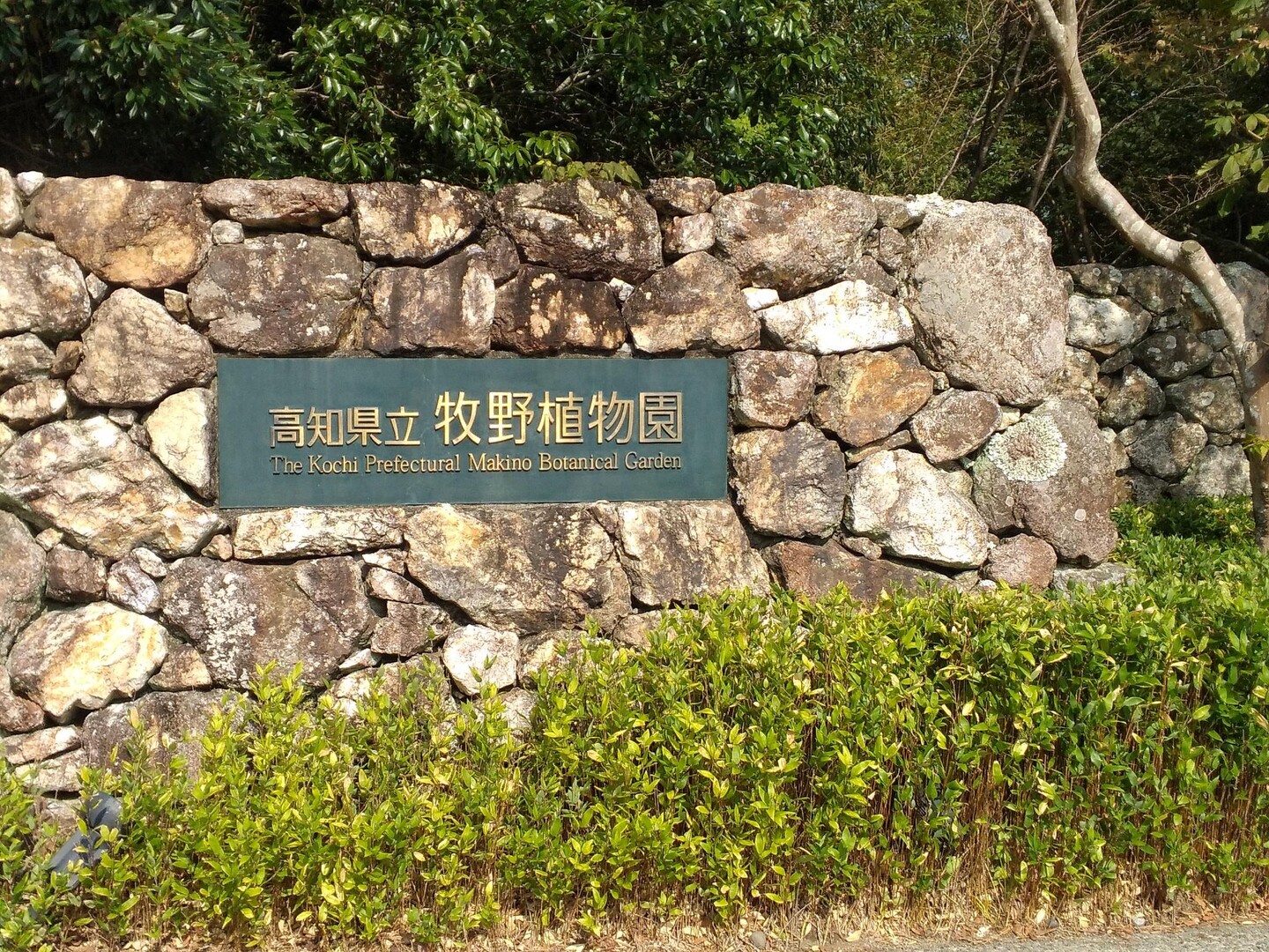 四国旅（高知）牧野植物園 / opal糸さんのウォーキングの活動データ | YAMAP / ヤマップ