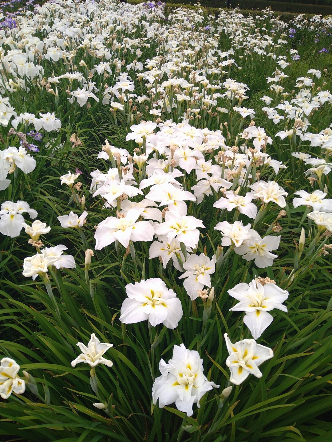 地元の菖蒲祭り！普段来ないけど…こんなに... / nyahoさんのモーメント | YAMAP / ヤマップ