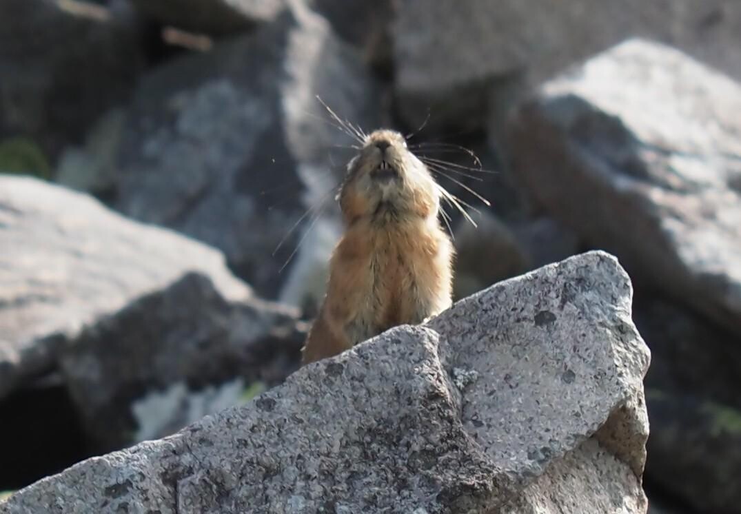 東のヌプカ / doaraさんの登山の活動データ | YAMAP / ヤマップ