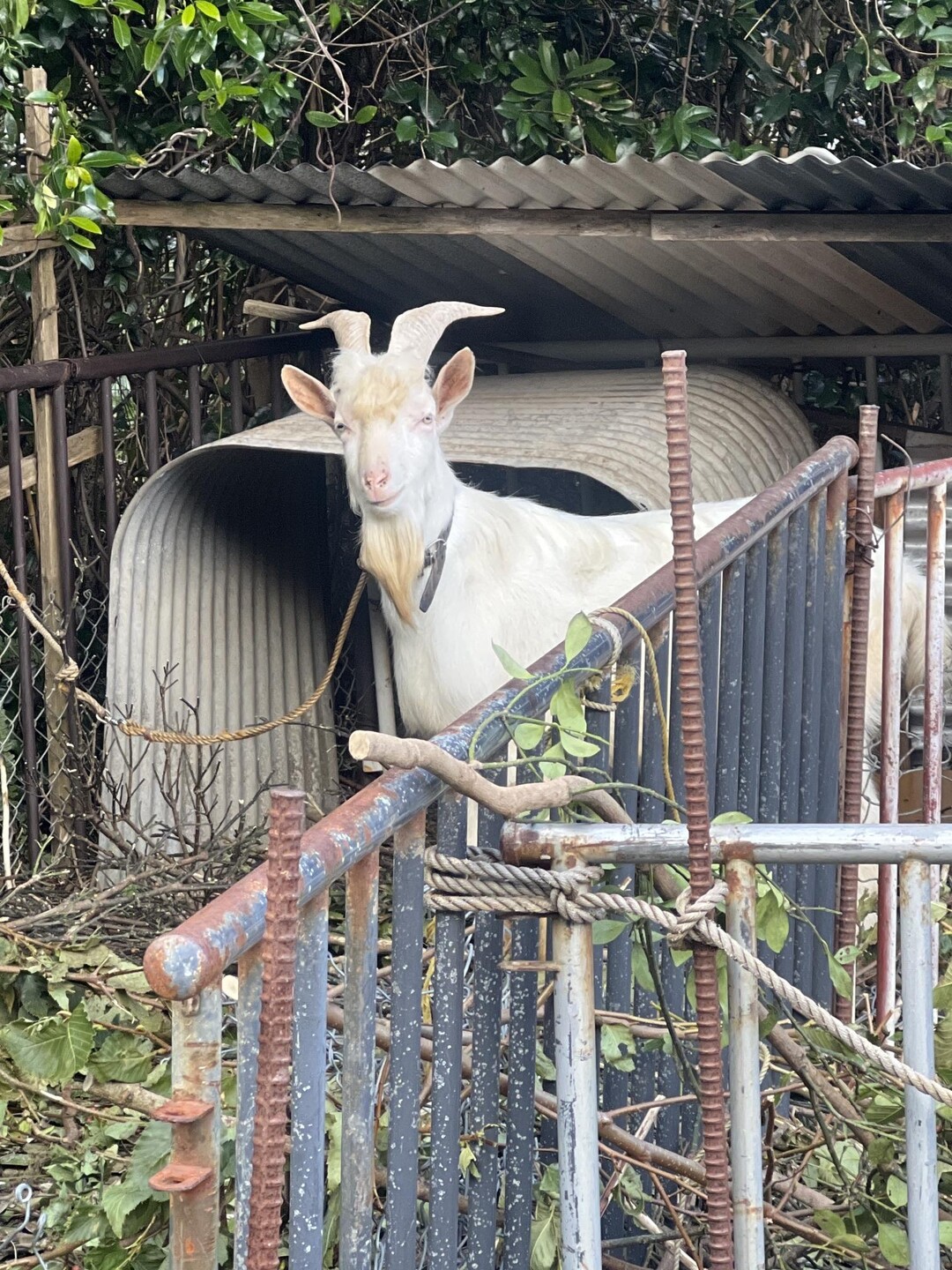 八丈富士。海抜0mからのお鉢巡り。 / bodhi_grandさんの八丈島・東山（三原山）・西山（八丈富士）の活動データ | YAMAP / ヤマップ