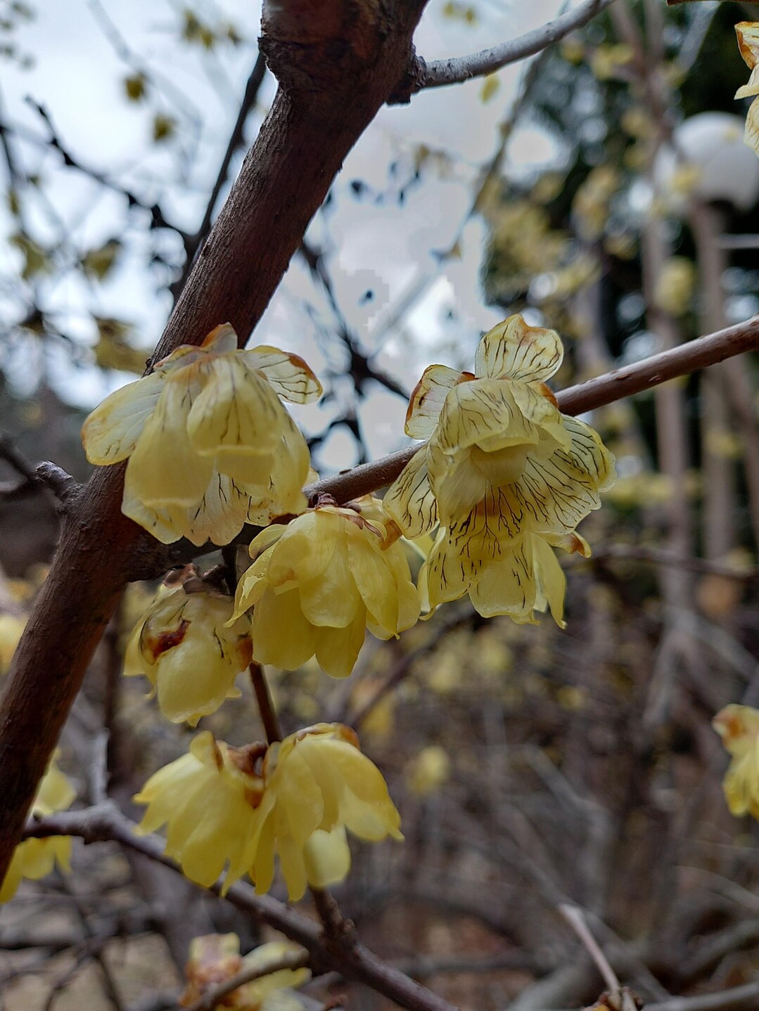 2024年2月4日（日） 花博記念公園鶴... / アラキさんのモーメント | YAMAP / ヤマップ