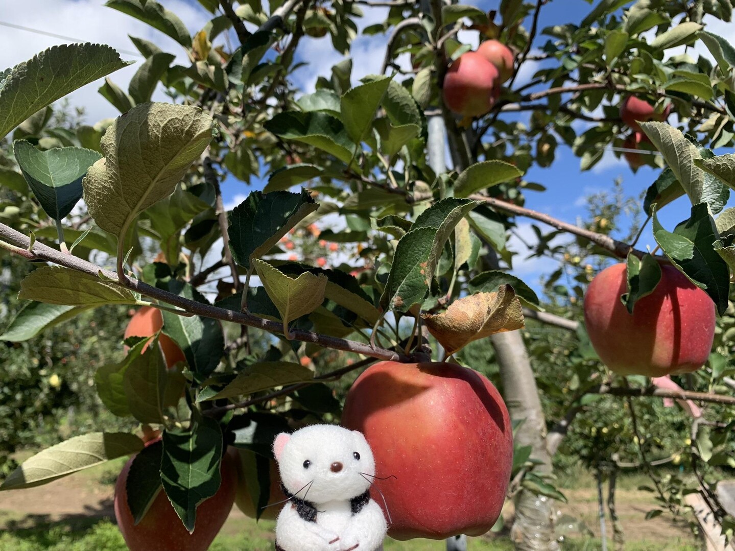 岩木山 青森2日目 / ARさんの岩木山（岩鬼山）・鳥海山・鍋森山の活動データ | YAMAP / ヤマップ