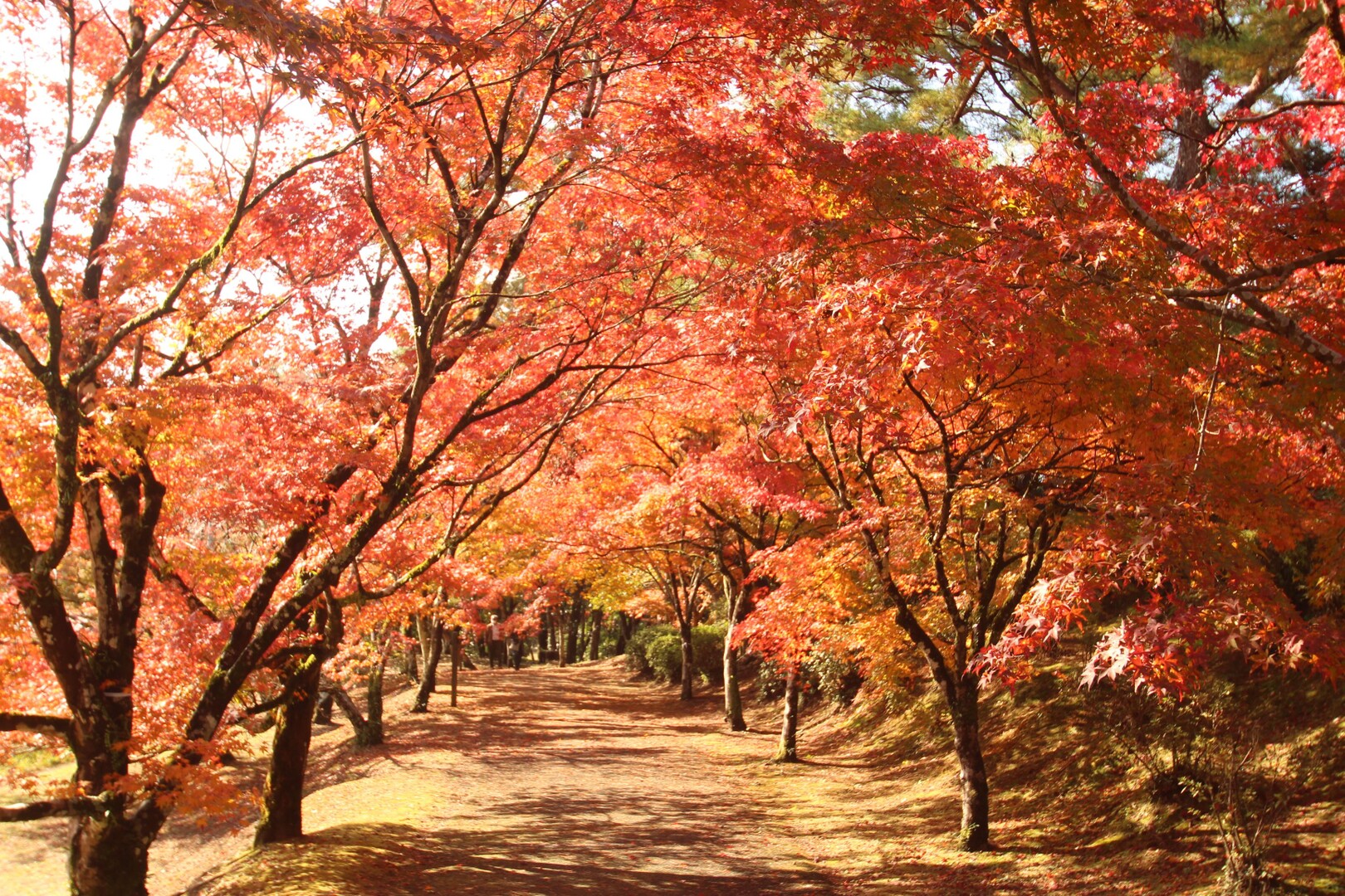 曽木の滝公園散歩2024-12-02 / MANさんの伊佐市の活動データ | YAMAP / ヤマップ