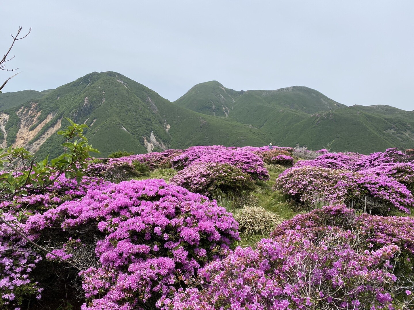 くじゅう MK&17サミッツ / KOUさんの九重山（久住山）・大船山・星生山の活動データ | YAMAP / ヤマップ
