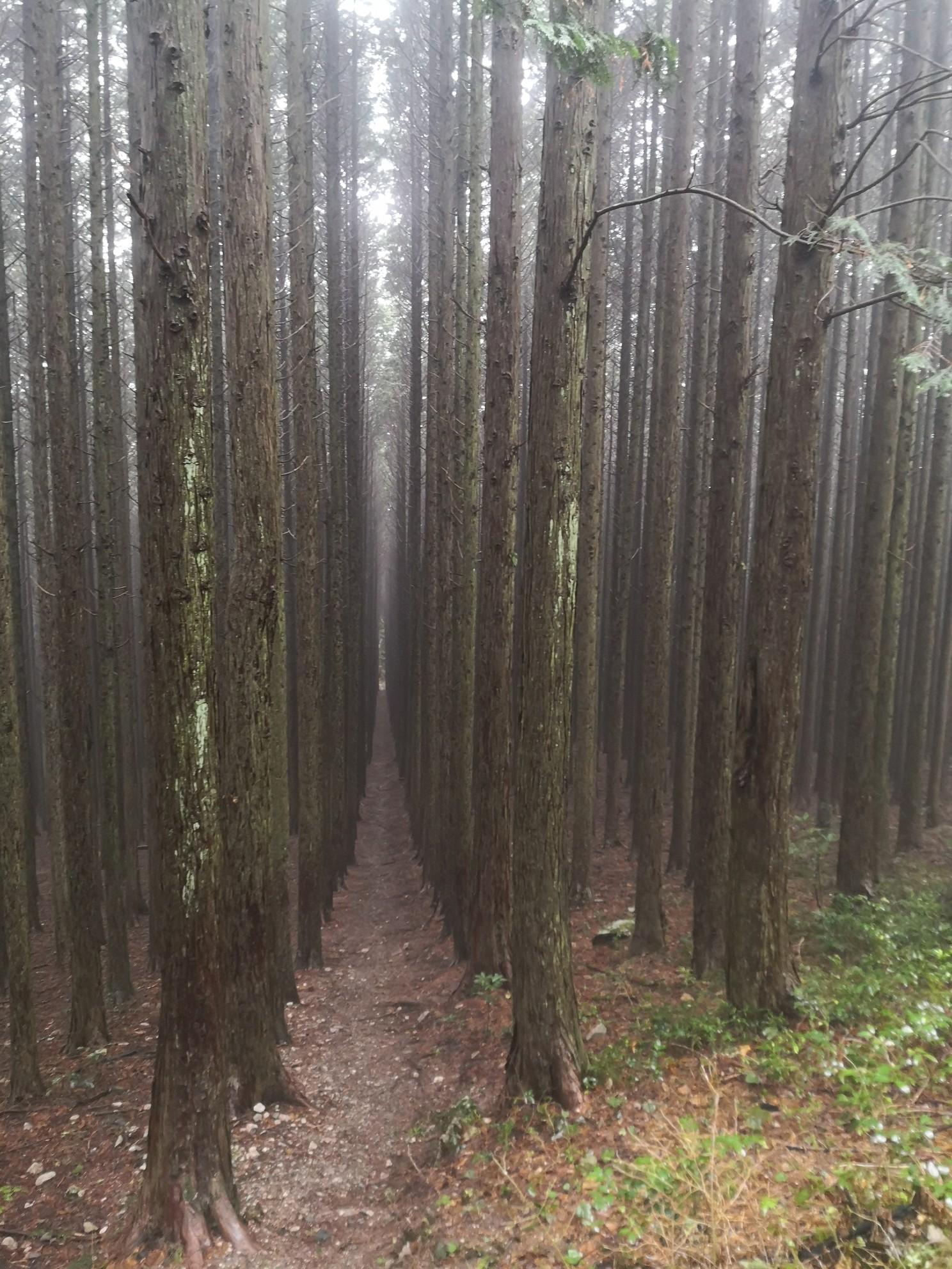 恐るべし作礼山 / ya-@katuさんの作礼山の活動データ | YAMAP / ヤマップ