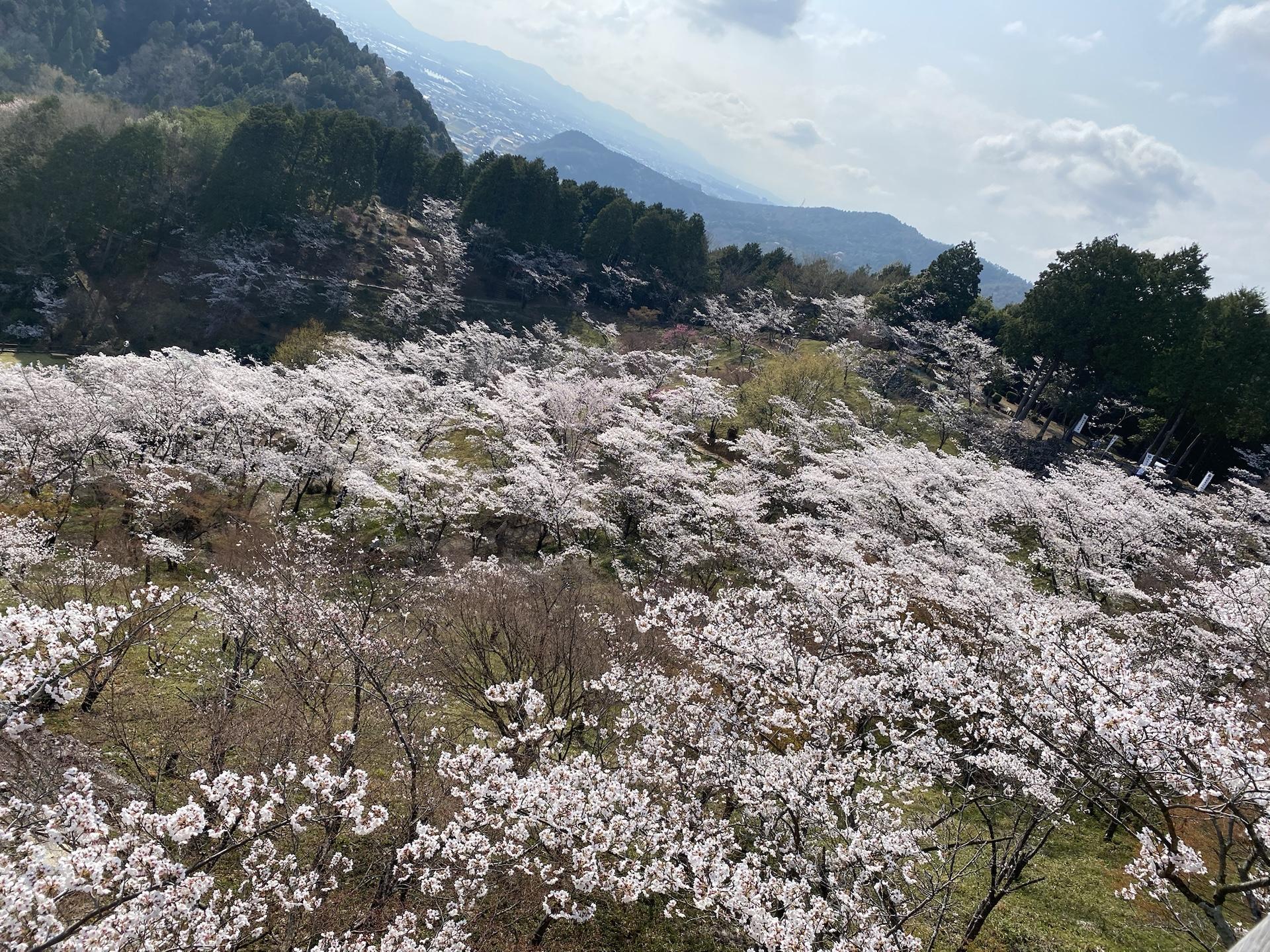 古城山 🌸を見に ハヤブサミュージアムも / rinpeさんの米田白山の活動データ | YAMAP / ヤマップ