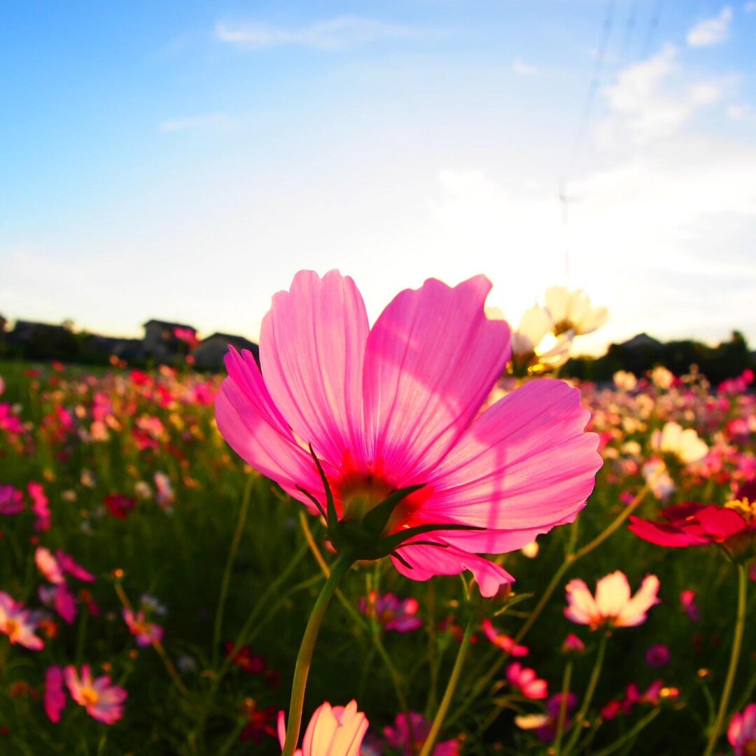 コスモスが咲いて来てますね～🌼 / まっちゃんさんのモーメント | YAMAP / ヤマップ