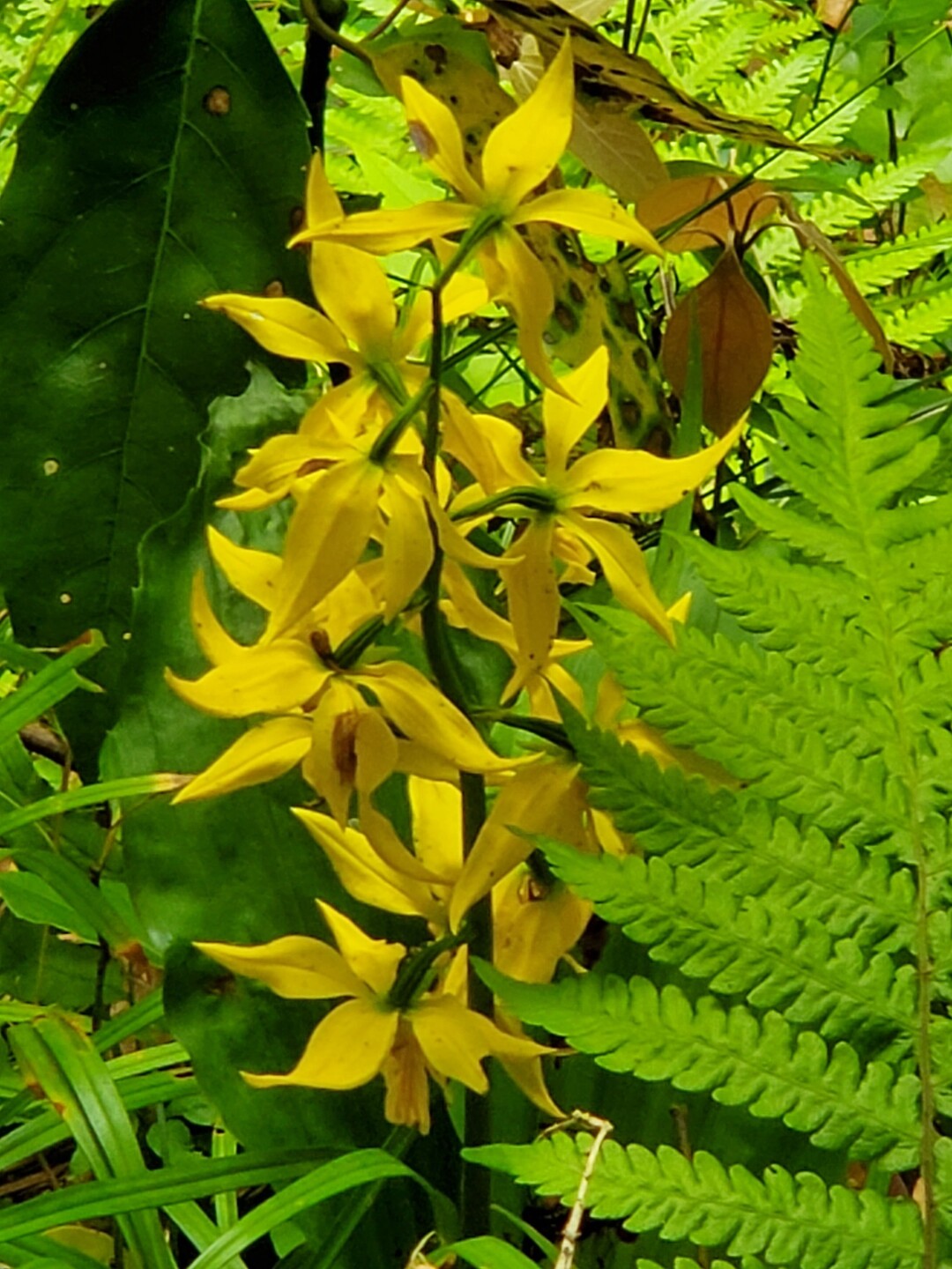 最近は山野草に興味がシフトしてて 特に季... / kentamamさんのモーメント | YAMAP / ヤマップ