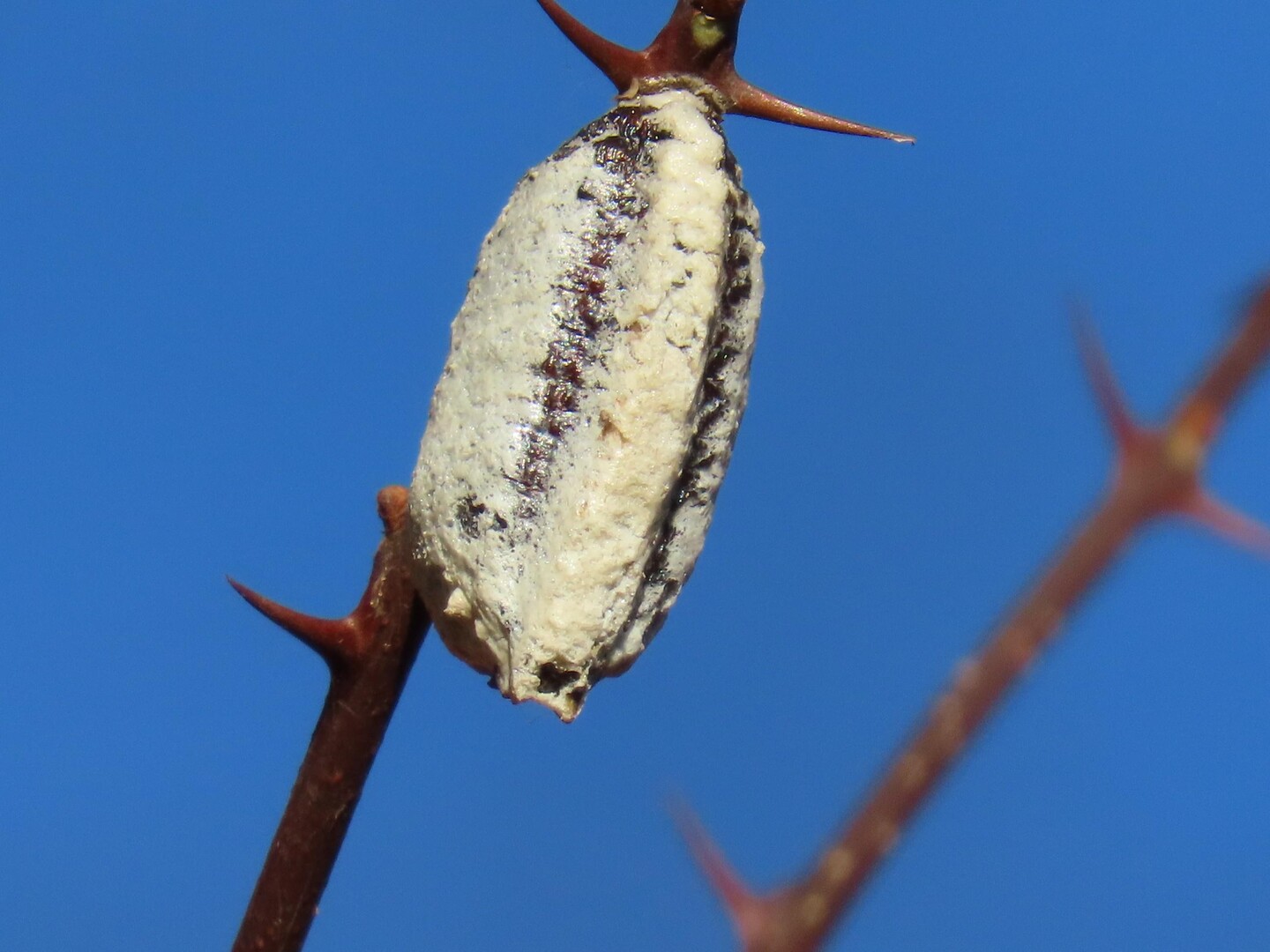 頭高山 / skさんの八国見山・頭高山の活動データ | YAMAP / ヤマップ