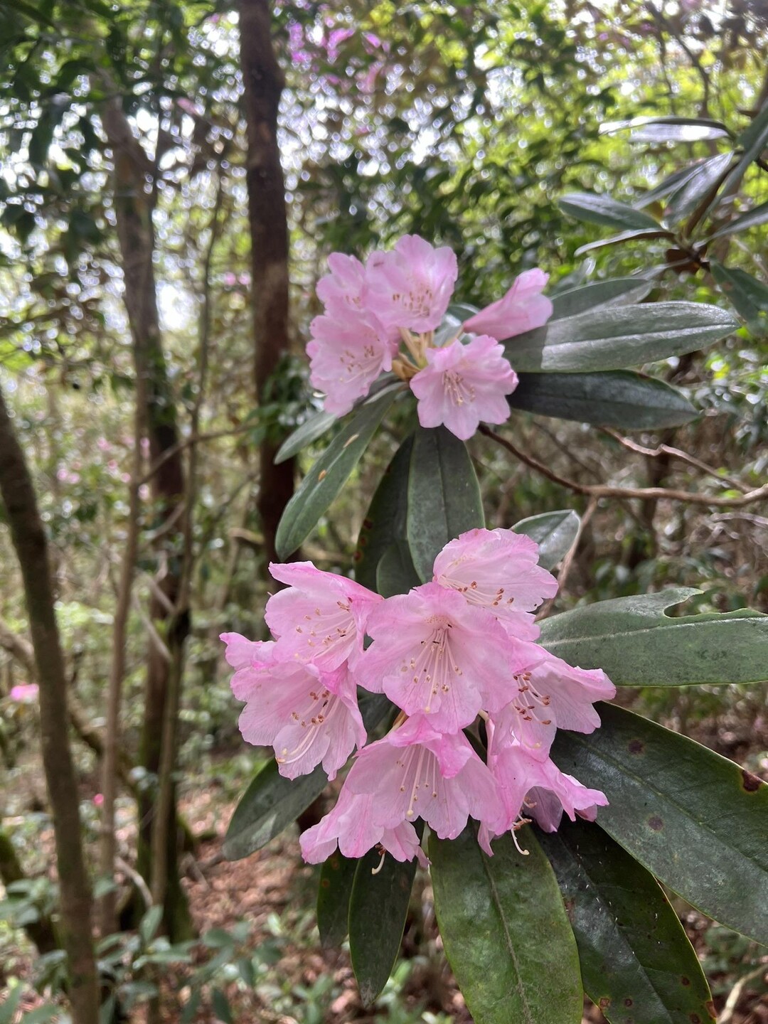 尾鈴山・長崎尾 / Ko-zyさんの尾鈴山・長崎尾・矢筈岳の活動データ | YAMAP / ヤマップ
