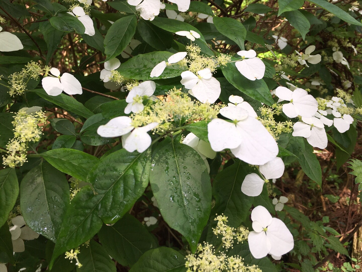 棒ノ折山(棒ノ嶺)-2019-05-18 / ShizCさんの棒ノ折山（棒ノ嶺）の活動データ | YAMAP / ヤマップ