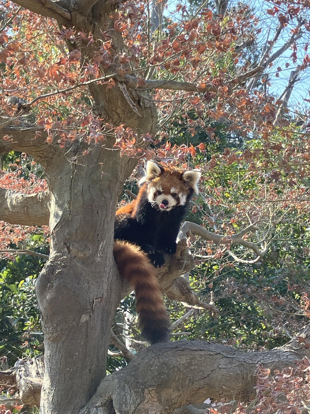 こんにちは。今日は代休です。 今日も山じ... / Shoji-nさんのモーメント | YAMAP / ヤマップ