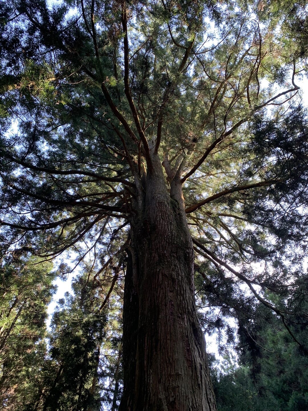 白猪山〜千年杉を求めて〜 / yattinさんの白猪山の活動データ | YAMAP / ヤマップ