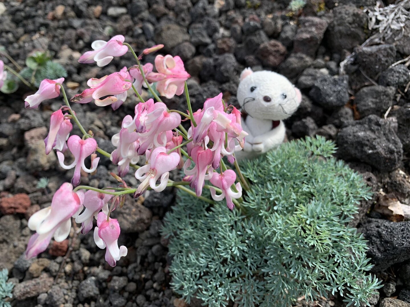 岩手山 コマクサ大群生地 / ARさんの岩手山・黒倉山・鞍掛山の活動データ | YAMAP / ヤマップ