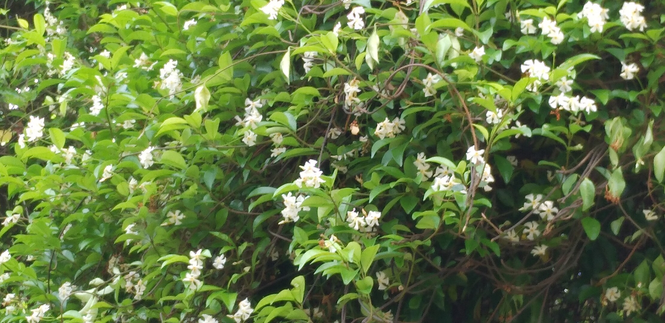 県民の森 🚶‍♀🚶‍♀ -2021-06-15 / huuroさんのウォーキングの活動データ | YAMAP / ヤマップ