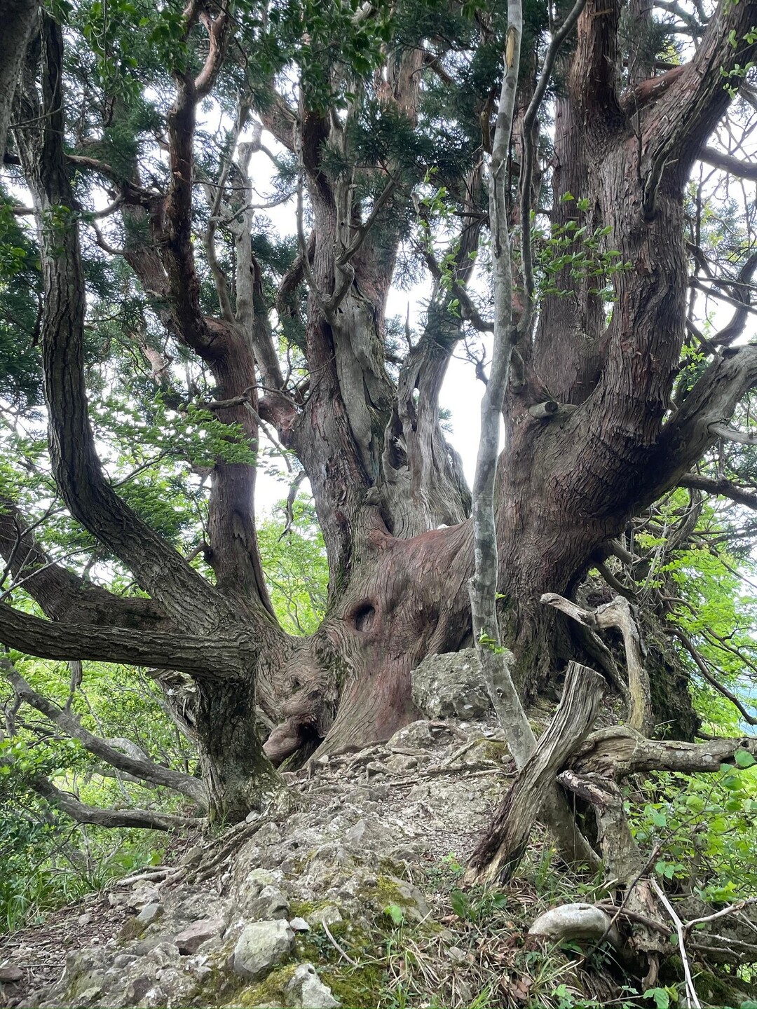 夫婦山（男峰）・夫婦山（女峰） / Tsuさんの頼成の森・天狗山の活動データ | YAMAP / ヤマップ